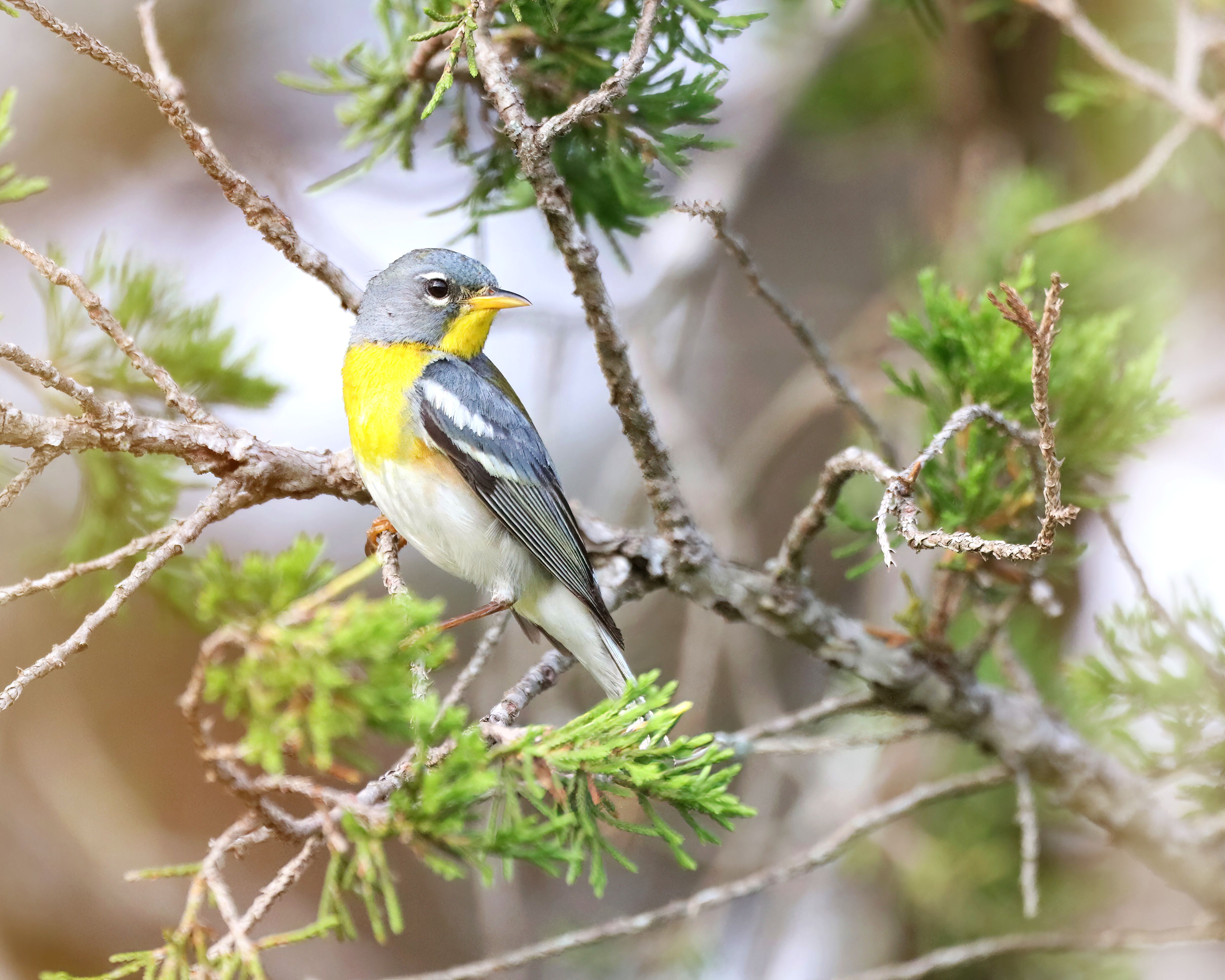 Wild Bird Photos, Download The BEST Free Wild Bird Stock Photos & HD Images
