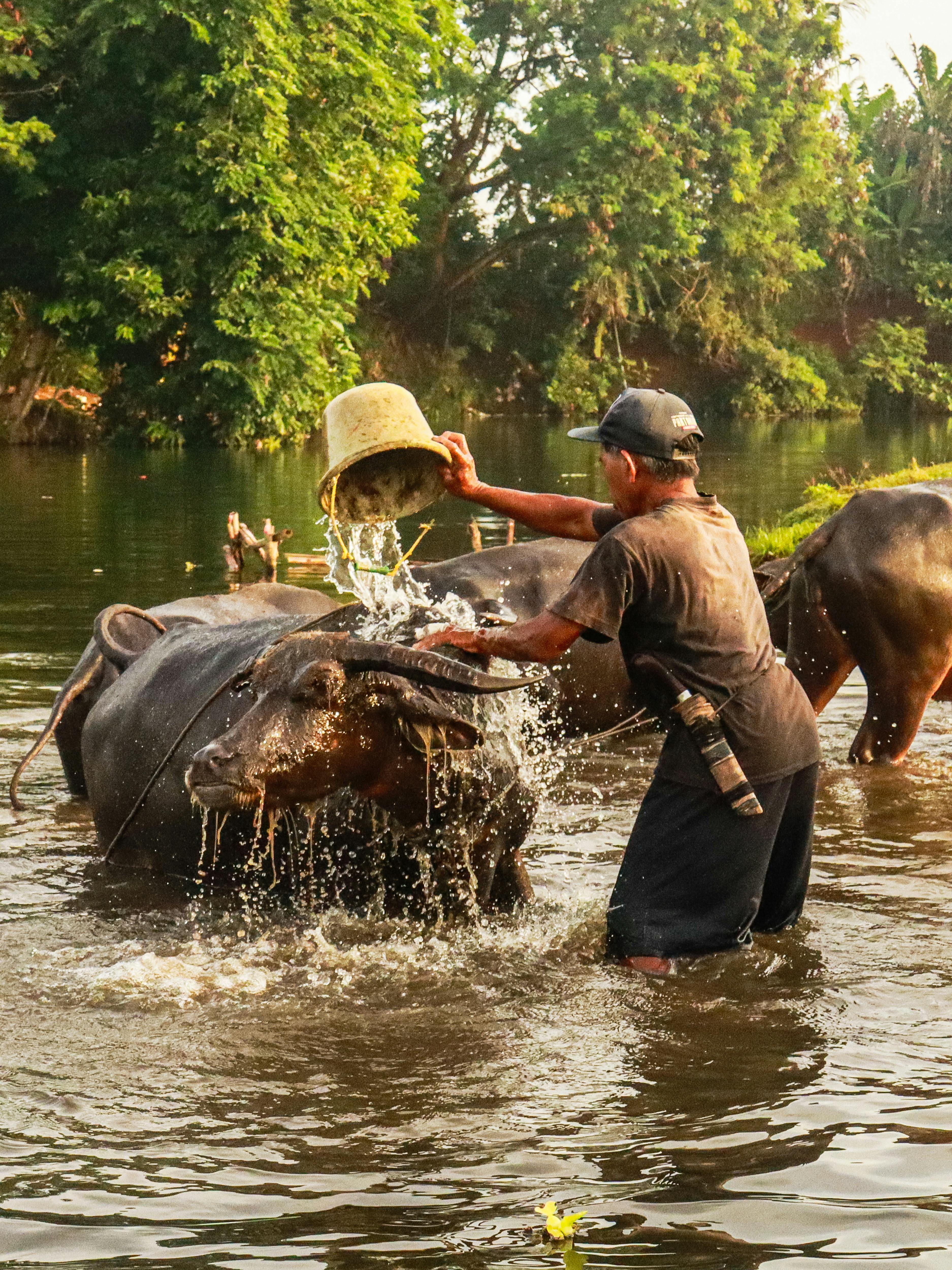 Farmer Bathing Water Buffalo in River, Banten · Free Stock Photo