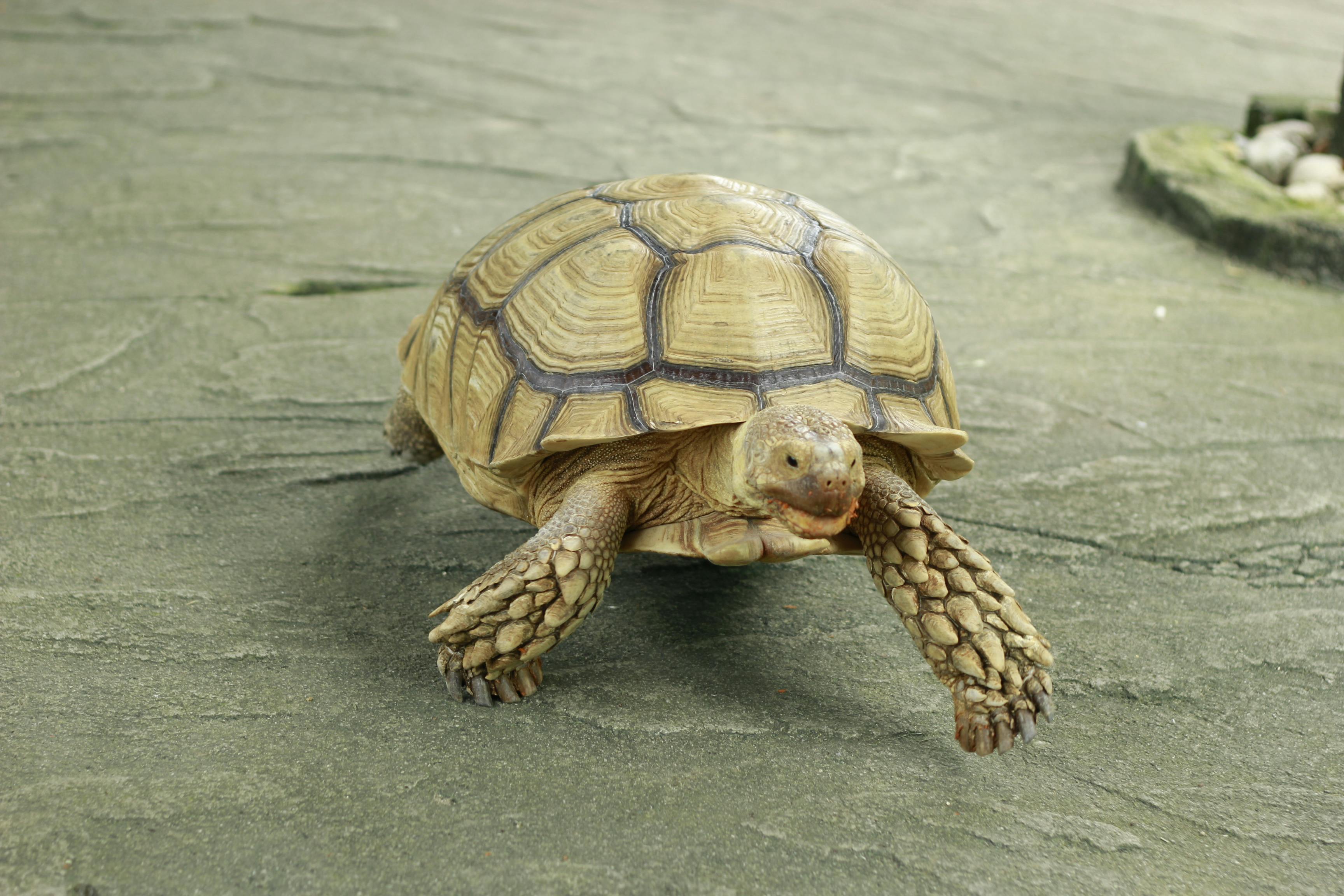 Free stock photo of Turtle.