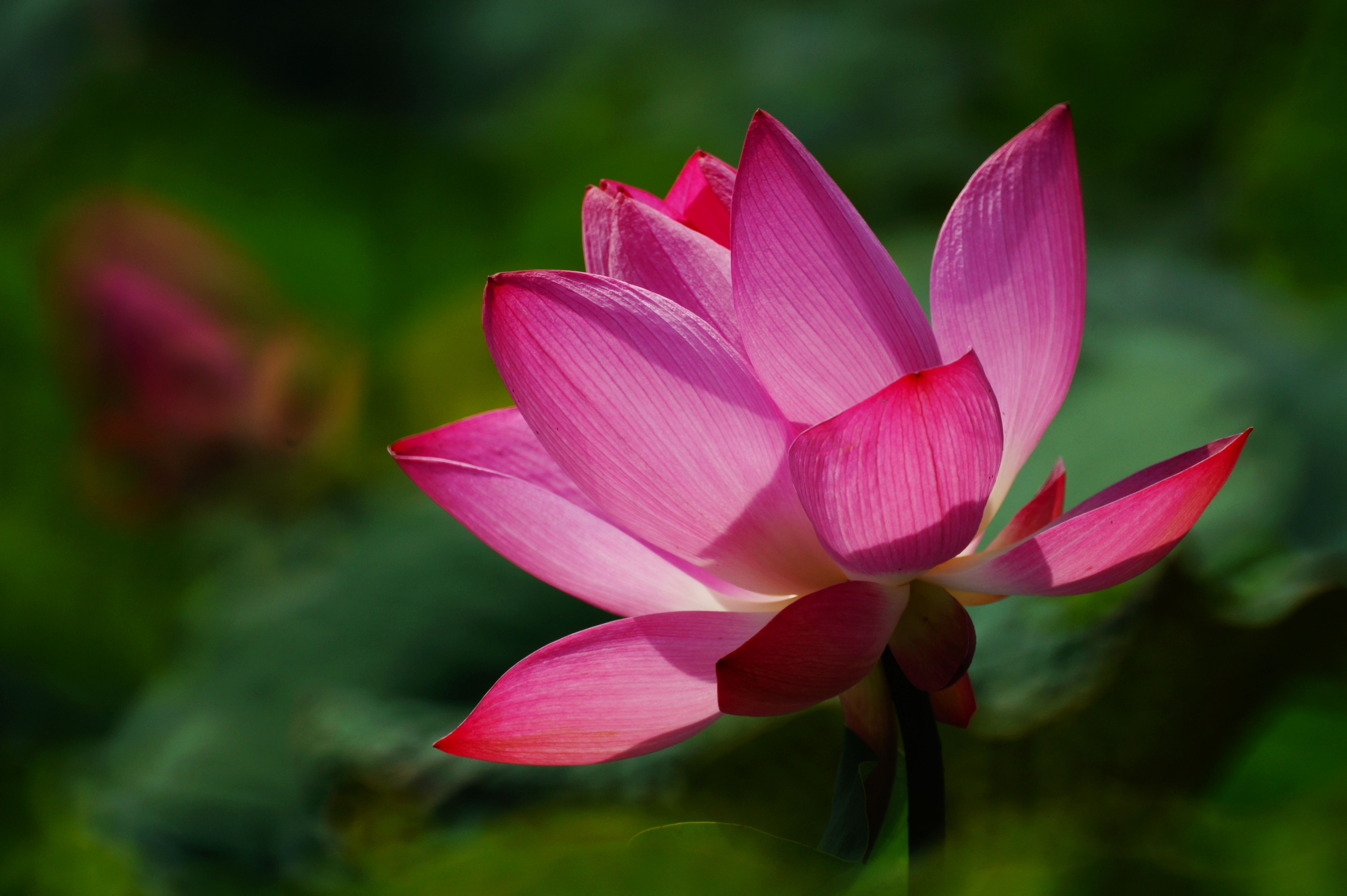 Vibrant Pink Lotus Flower in Full Bloom · Free Stock Photo