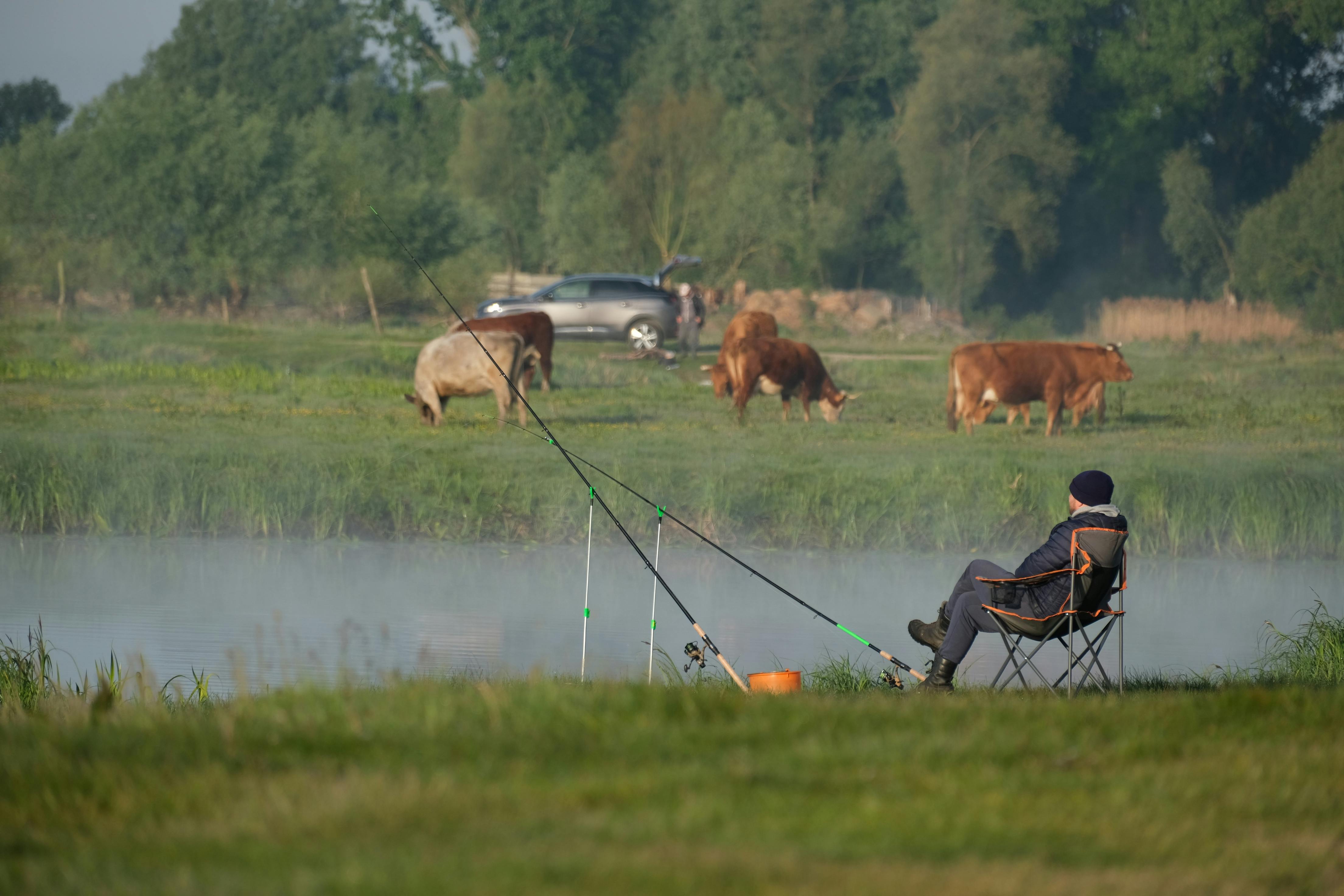 Tranquil Fishing by Riverside with Cows · Free Stock Photo