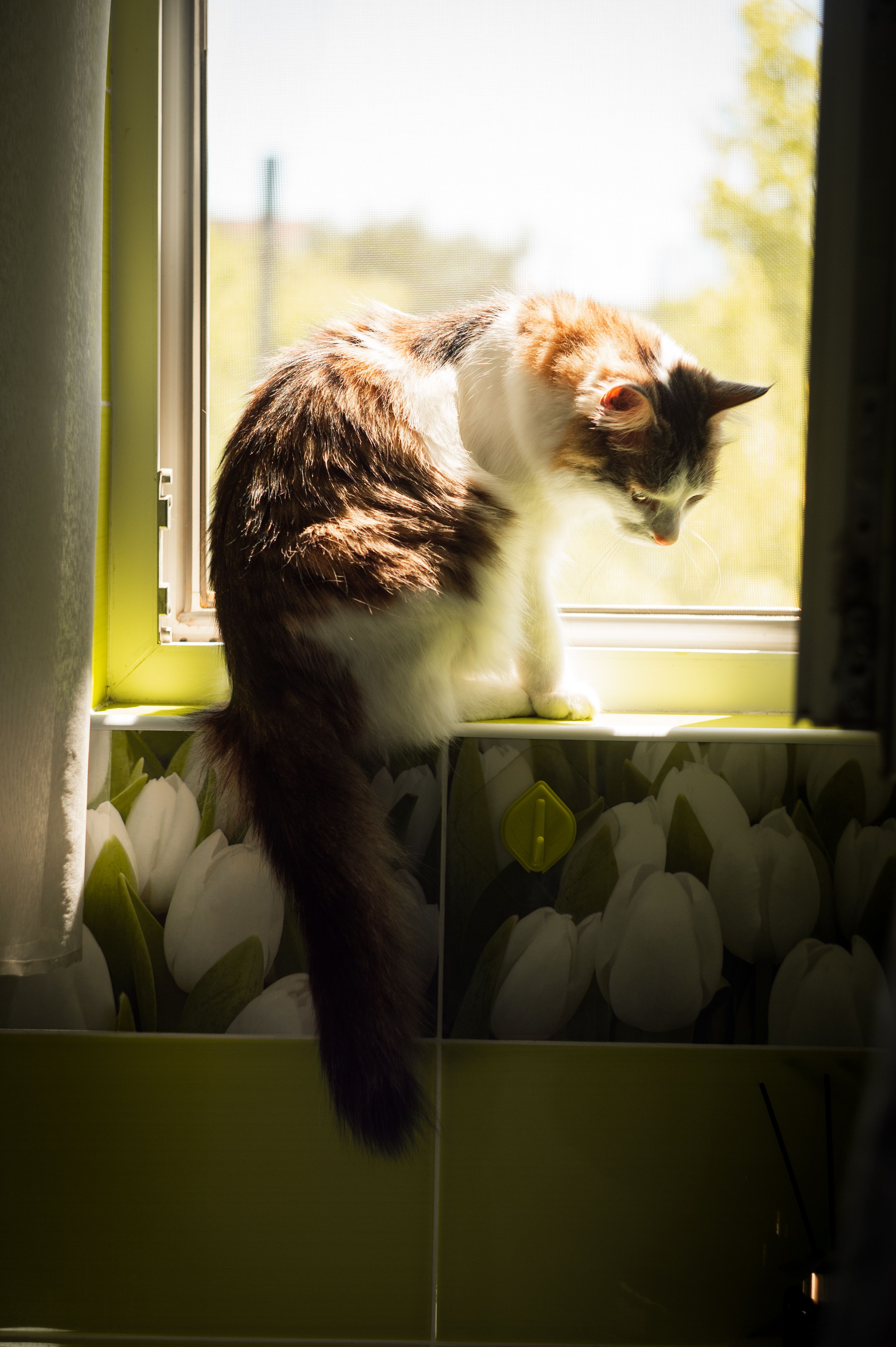 Sunlit Cat Sitting on Window Sill · Free Stock Photo