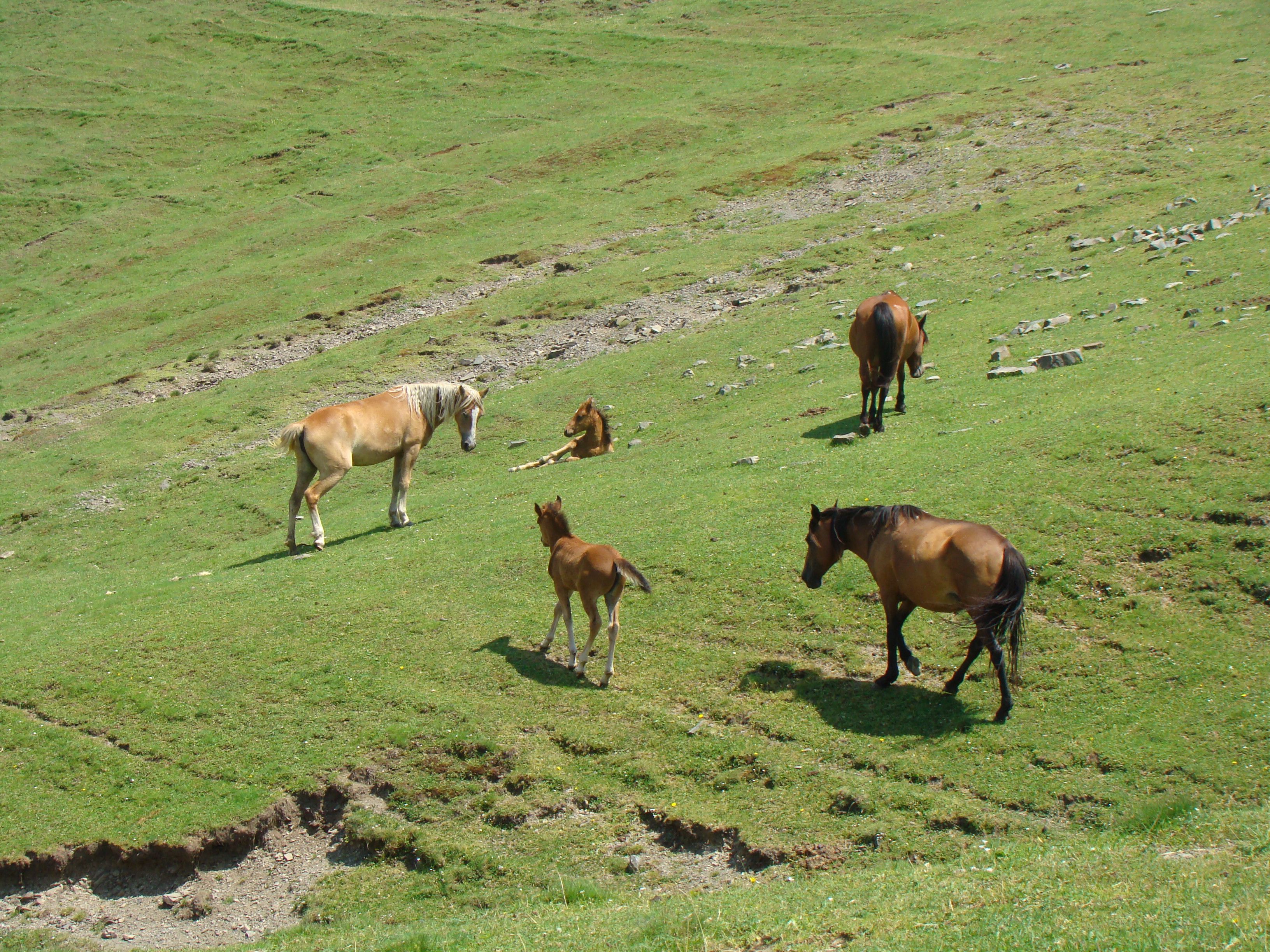 Country Life Photos, Download The BEST Free Country Life Stock Photos ...
