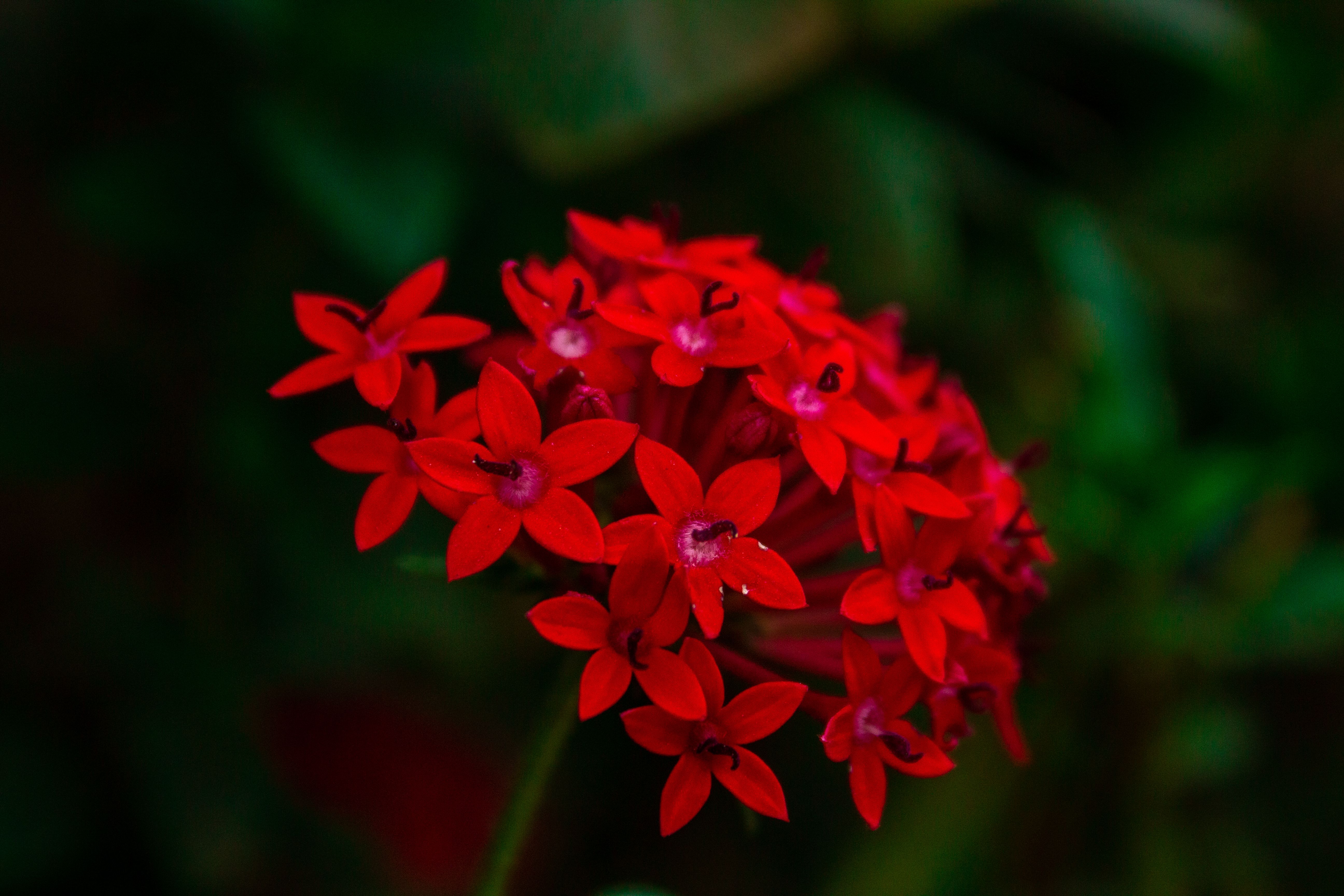Pentas Flower Photos, Download The BEST Free Pentas Flower Stock Photos ...