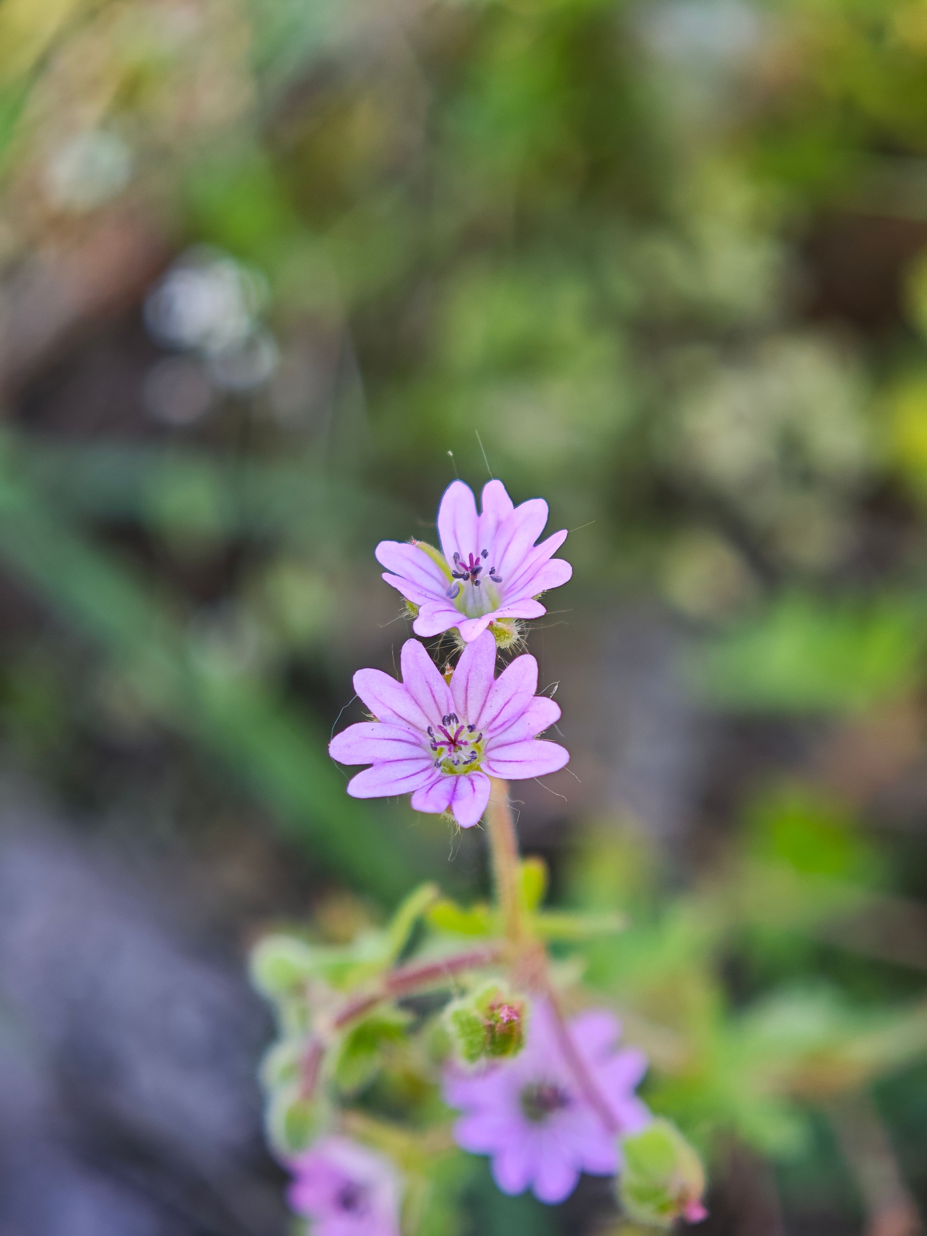 Close-up of Purple Wildflowers in Soft Focus · Free Stock Photo