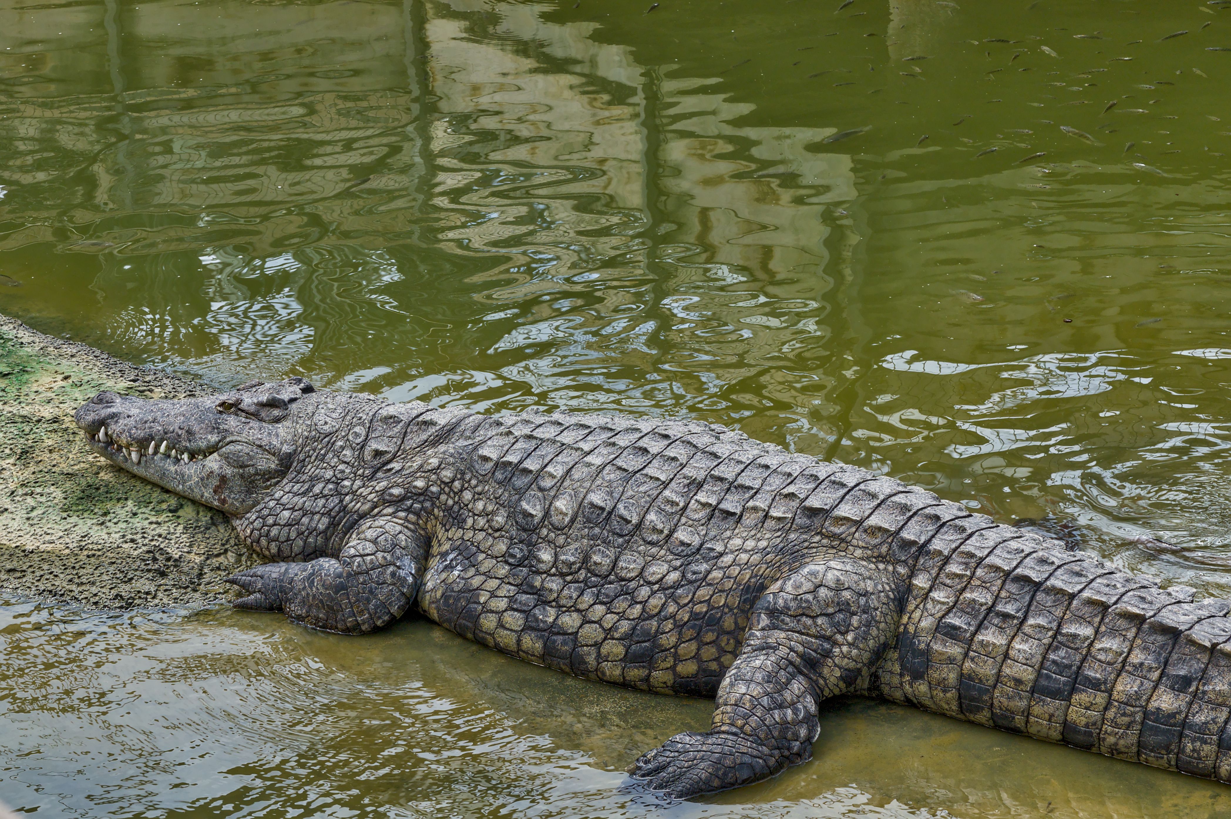 Heavy Scales Photos, Download The BEST Free Heavy Scales Stock Photos ...