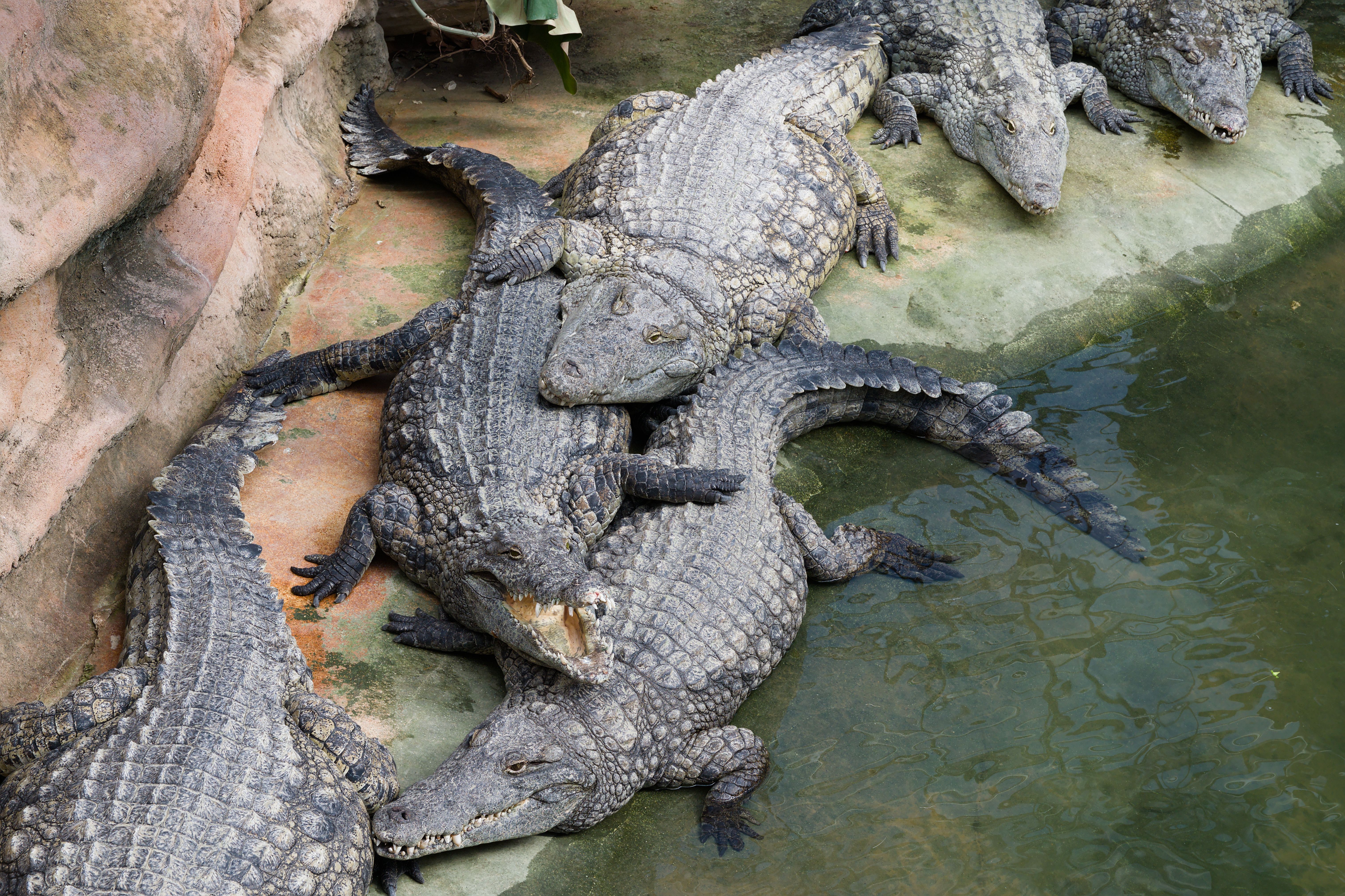 Group of Crocodiles Resting on Riverbank · Free Stock Photo
