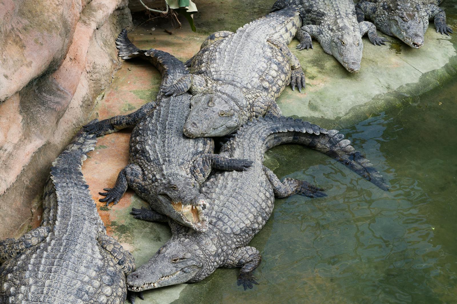 Crocodiles Photos, Download The BEST Free Crocodiles Stock Photos & HD ...