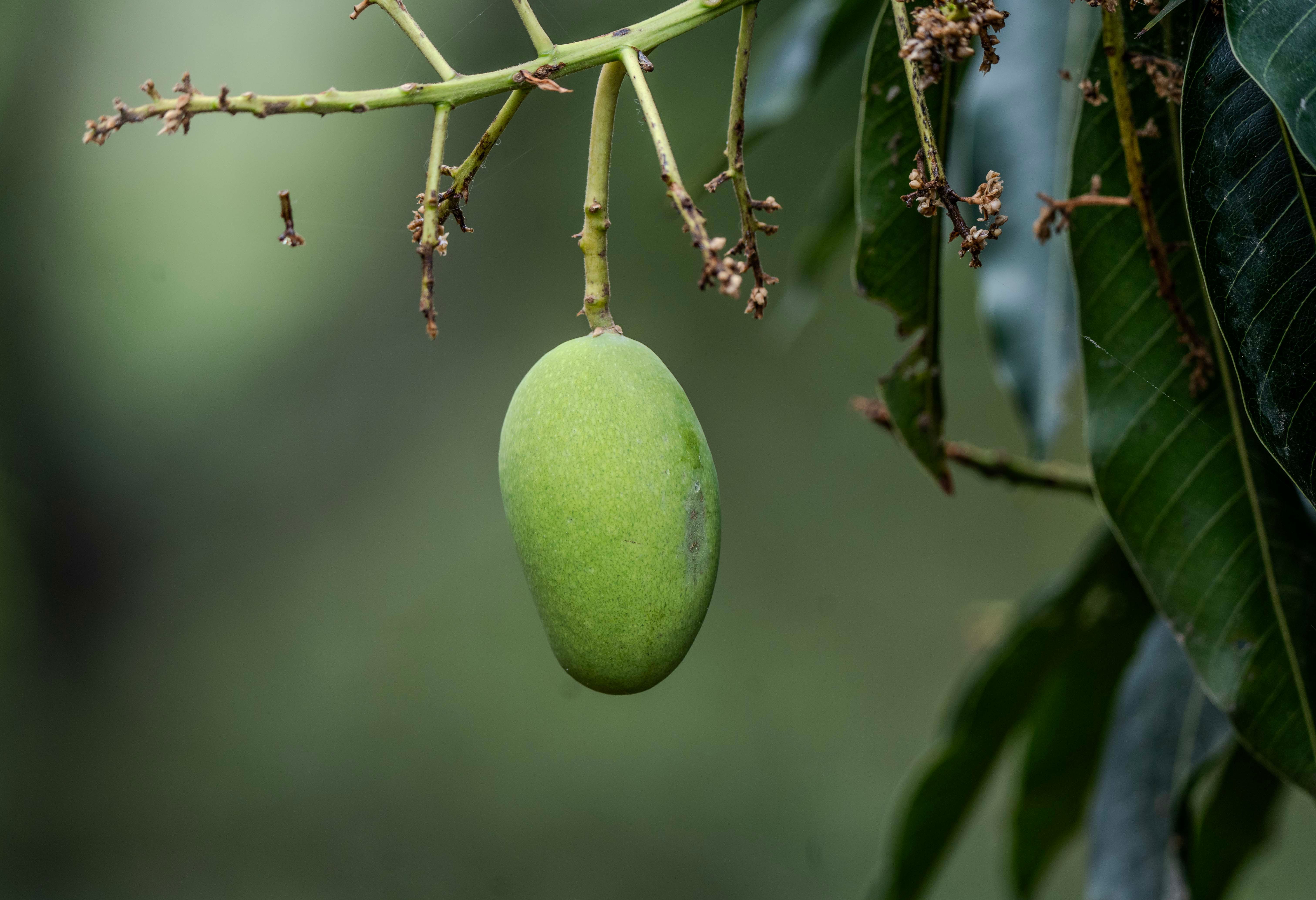 Mango Jack Fruita , Lichi Photos, Download The BEST Free Mango Jack ...