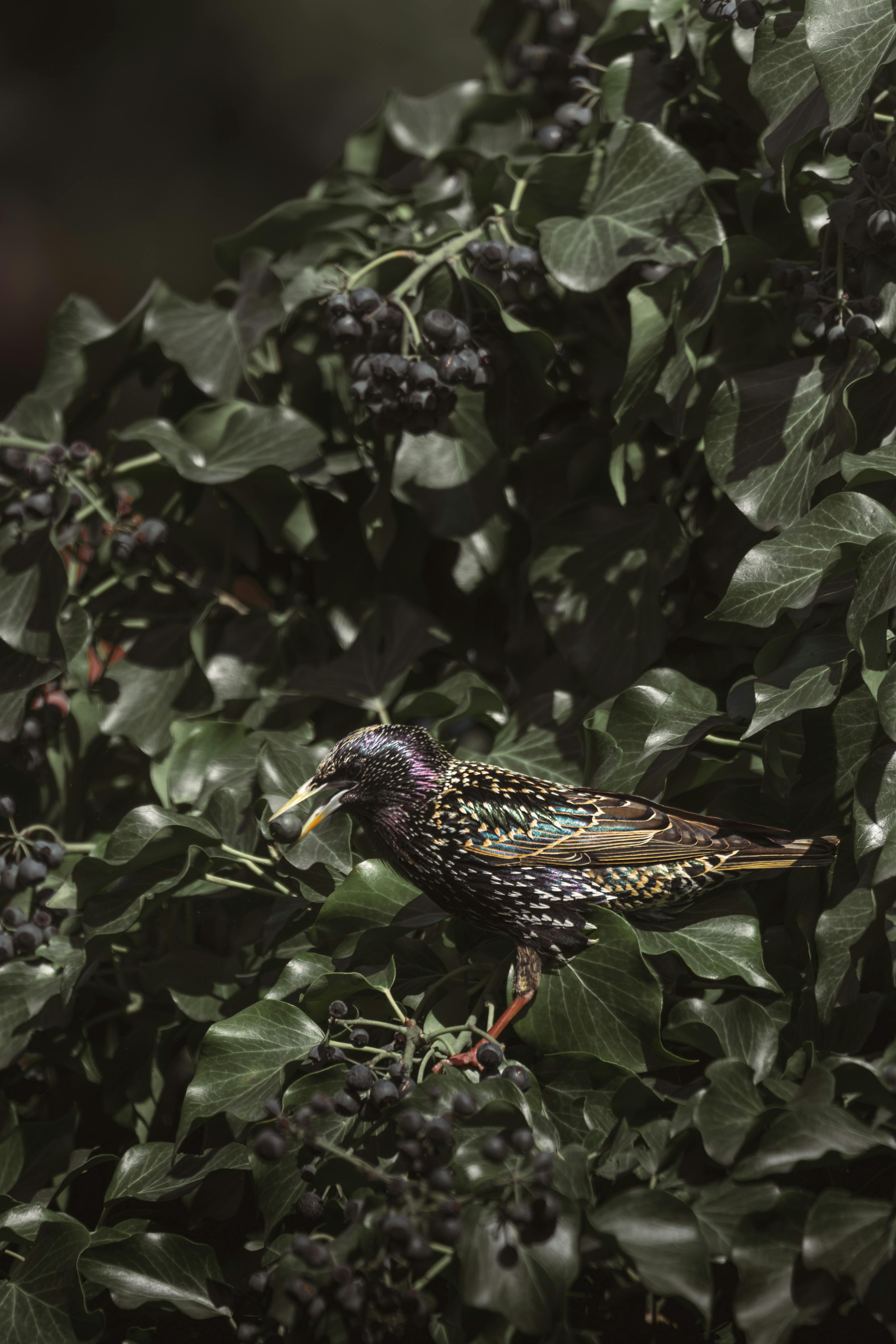 Rumi Pictures Photos, Download The BEST Free Rumi Pictures Stock Photos ...