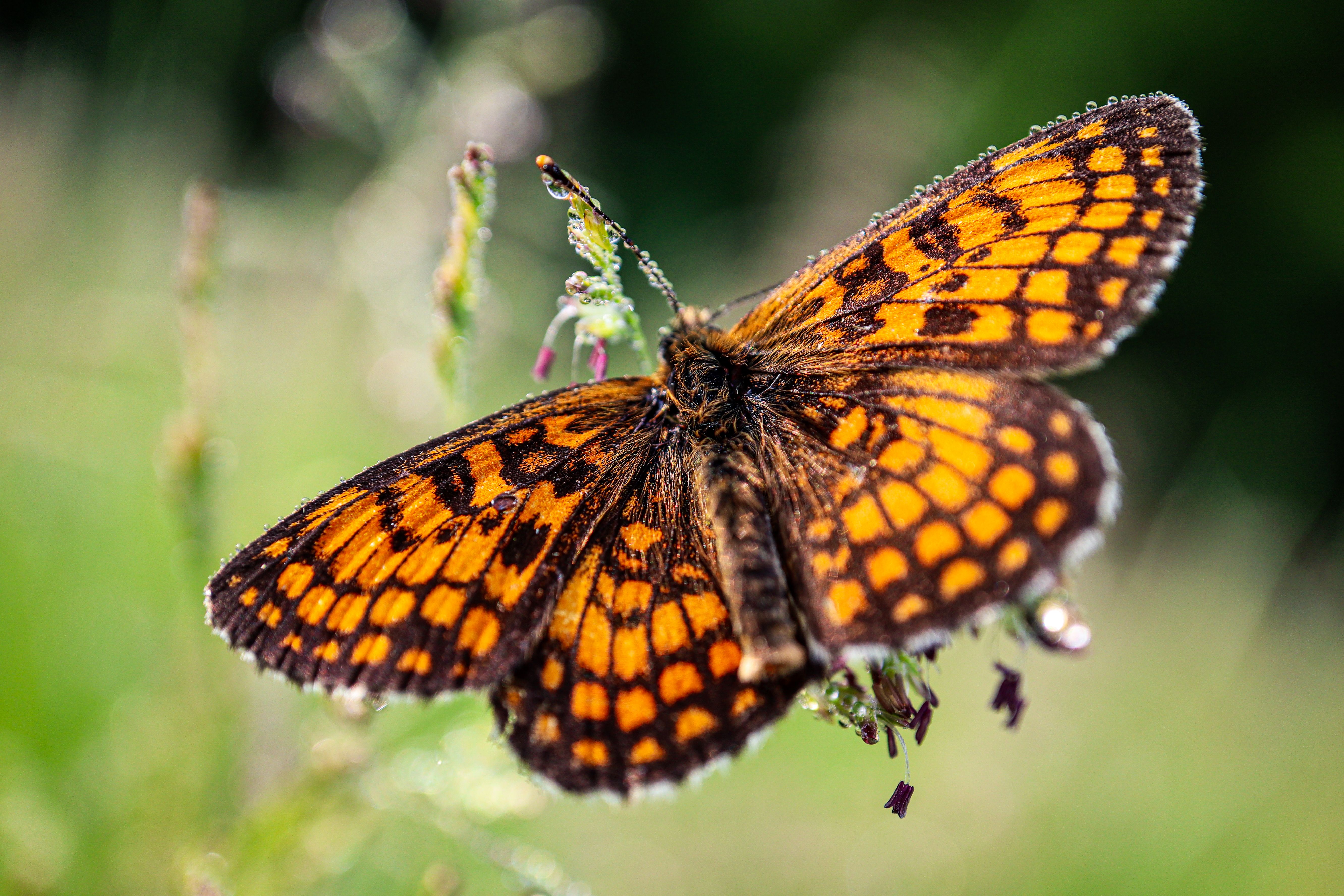 Butterfly Flying Photos, Download The BEST Free Butterfly Flying Stock ...