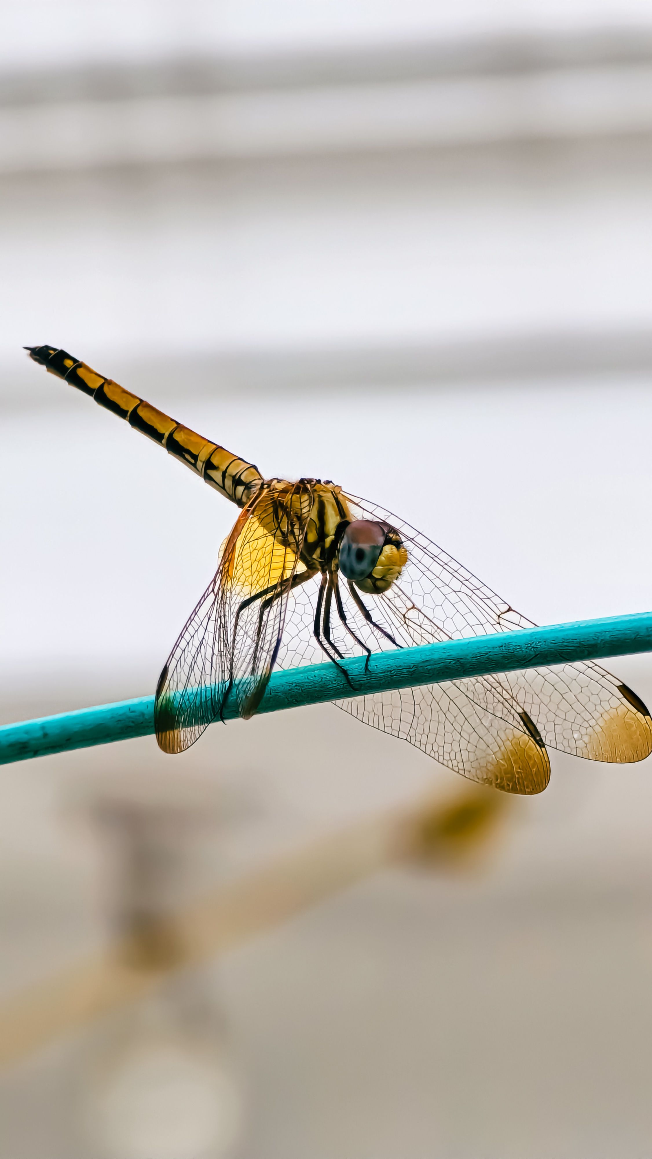 Dragonfly Photos, Download The BEST Free Dragonfly Stock Photos & HD Images