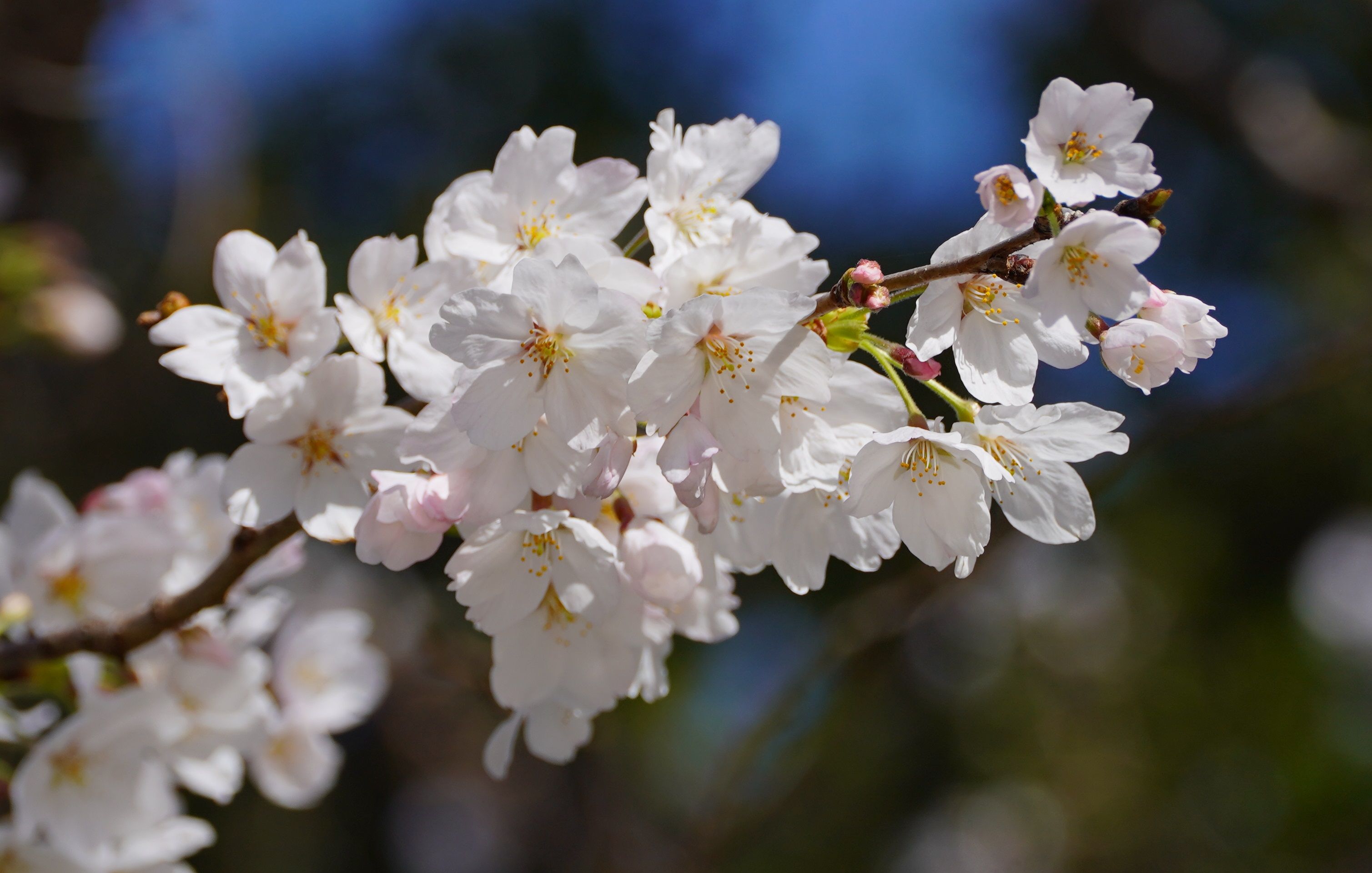 Hot+Sakura Photos, Download The BEST Free Hot+Sakura Stock Photos & HD ...