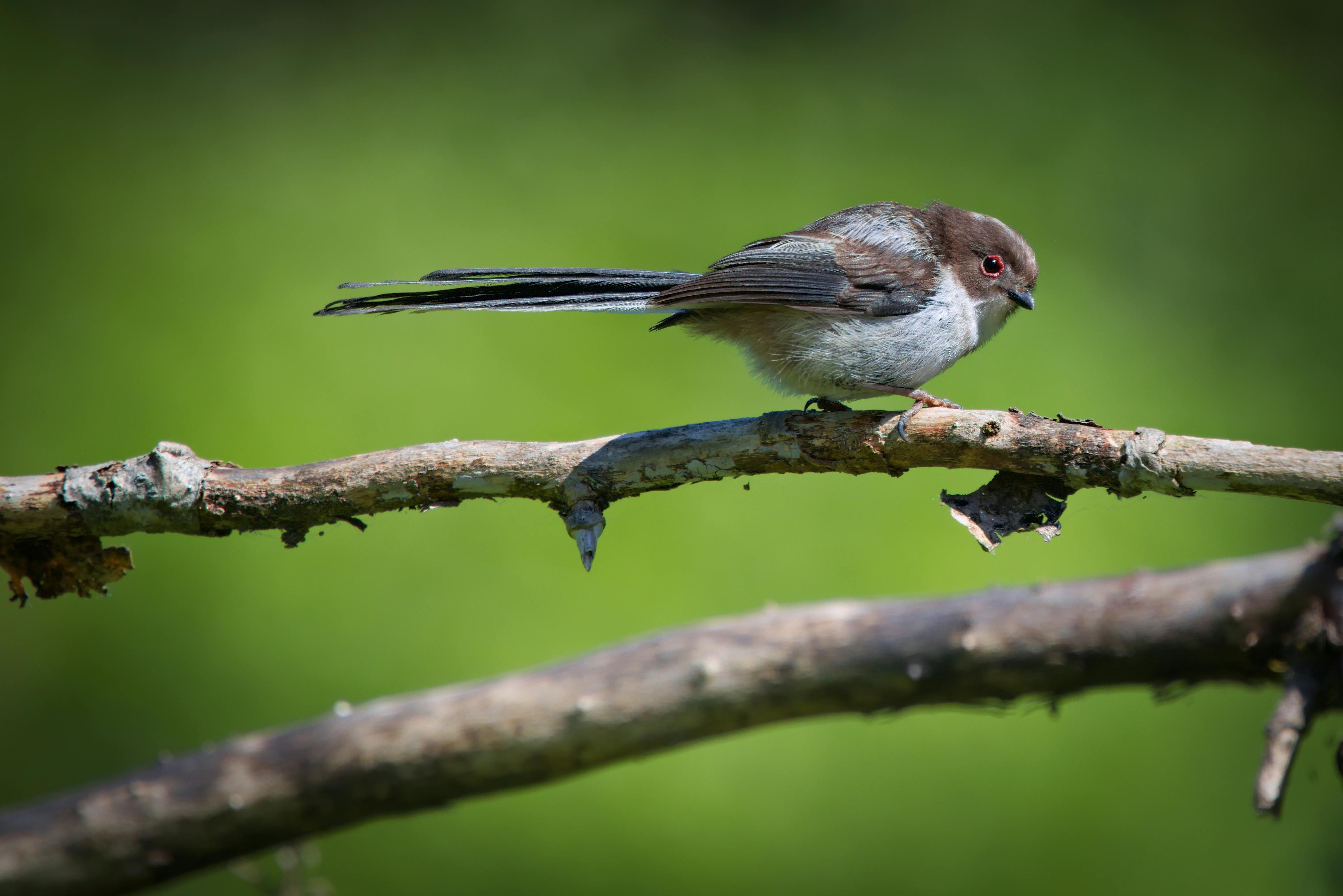 Wild Bird Photos, Download The BEST Free Wild Bird Stock Photos & HD Images