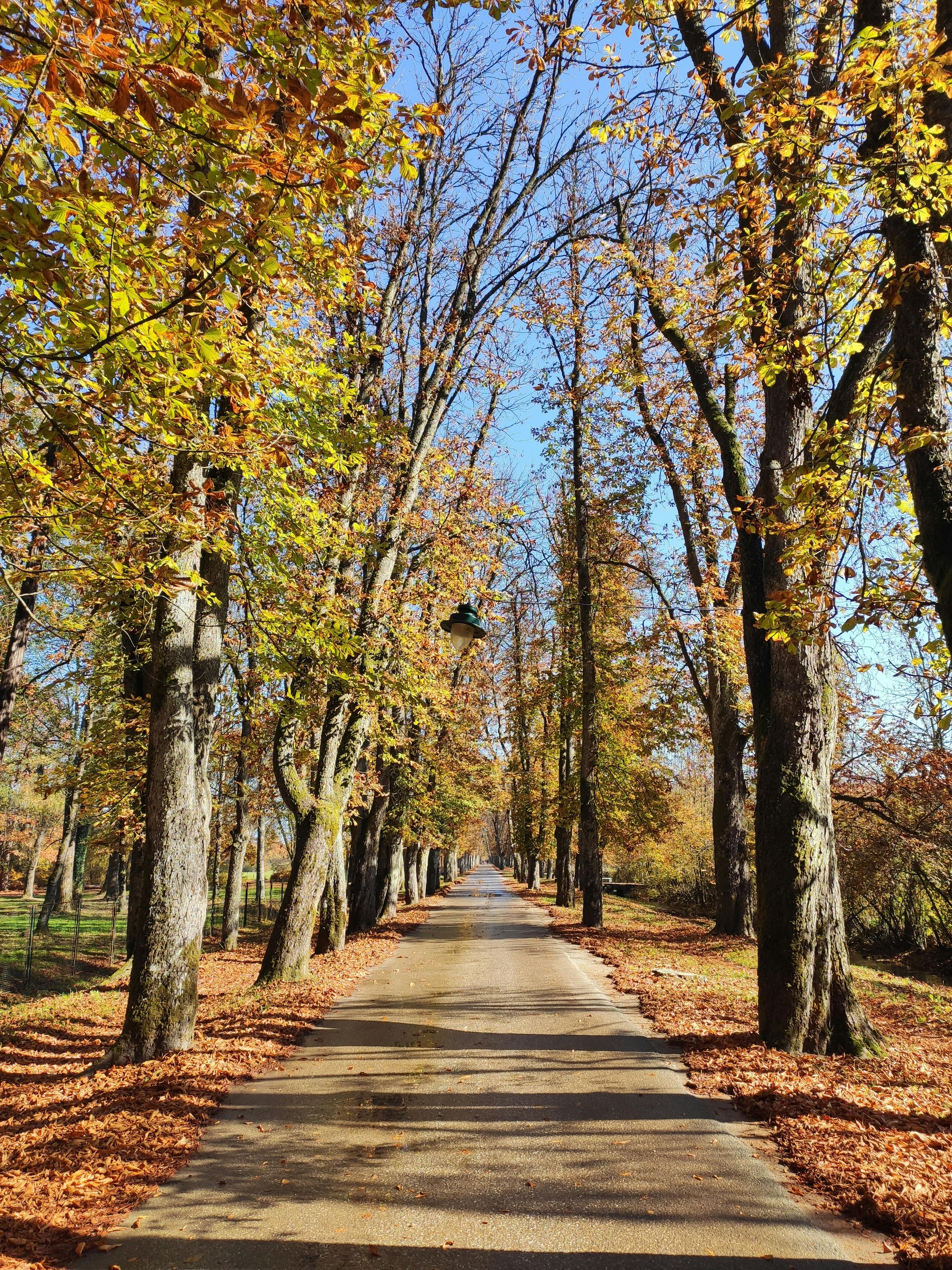 Tree Line Photos, Download The BEST Free Tree Line Stock Photos & HD Images