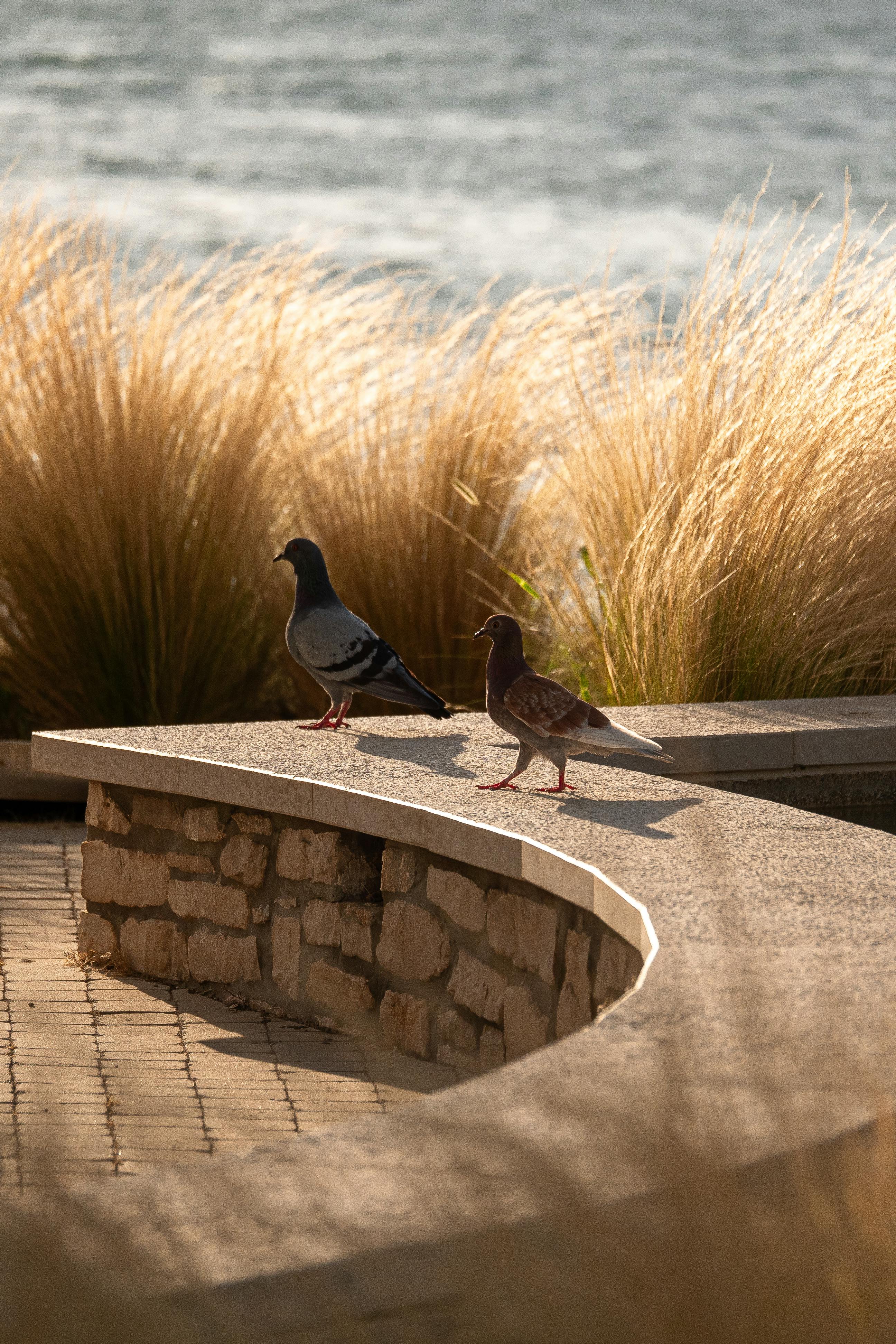 Stereotypia Photos, Download The BEST Free Stereotypia Stock Photos ...