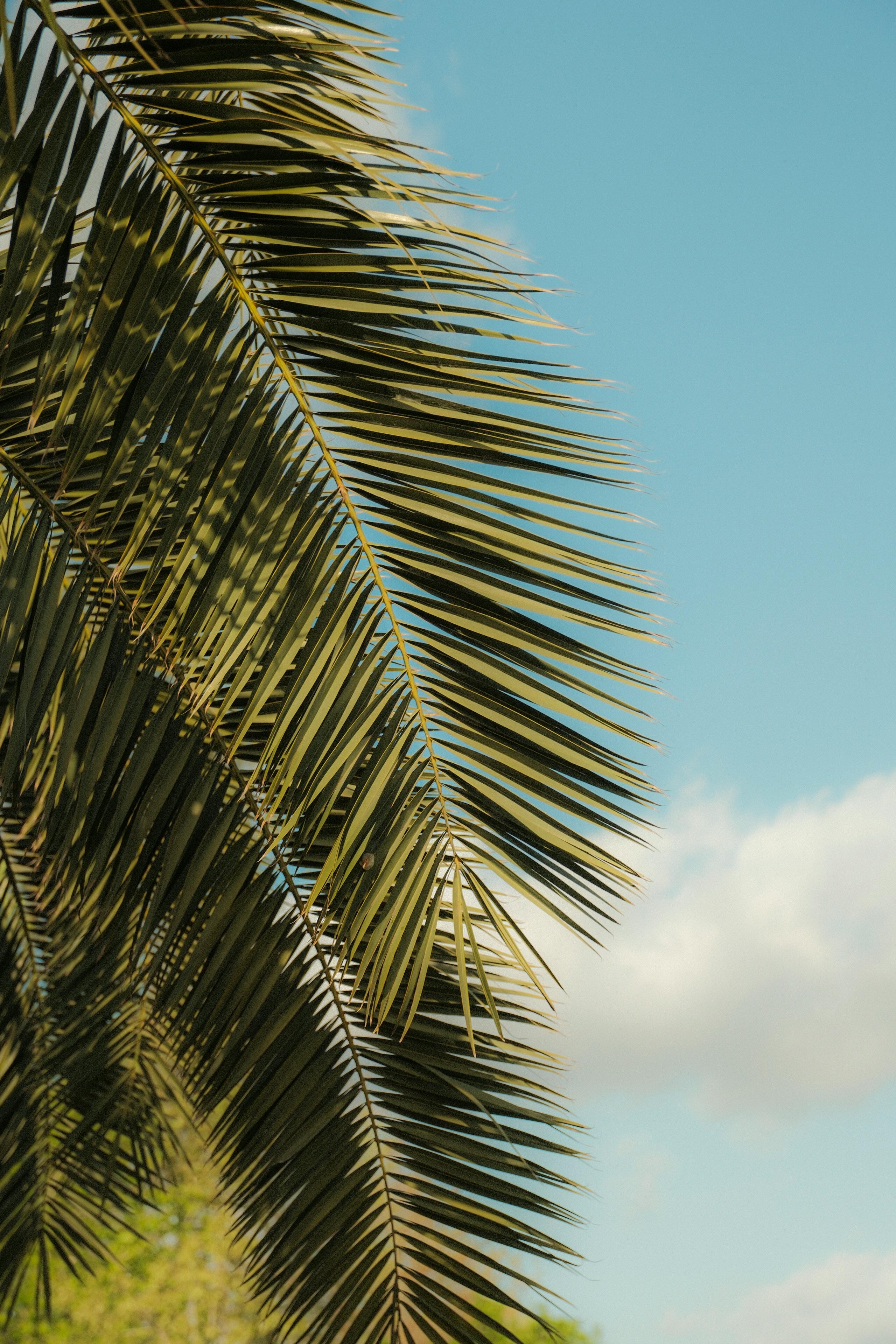 Calm Palm Tree Photos, Download The BEST Free Calm Palm Tree Stock ...