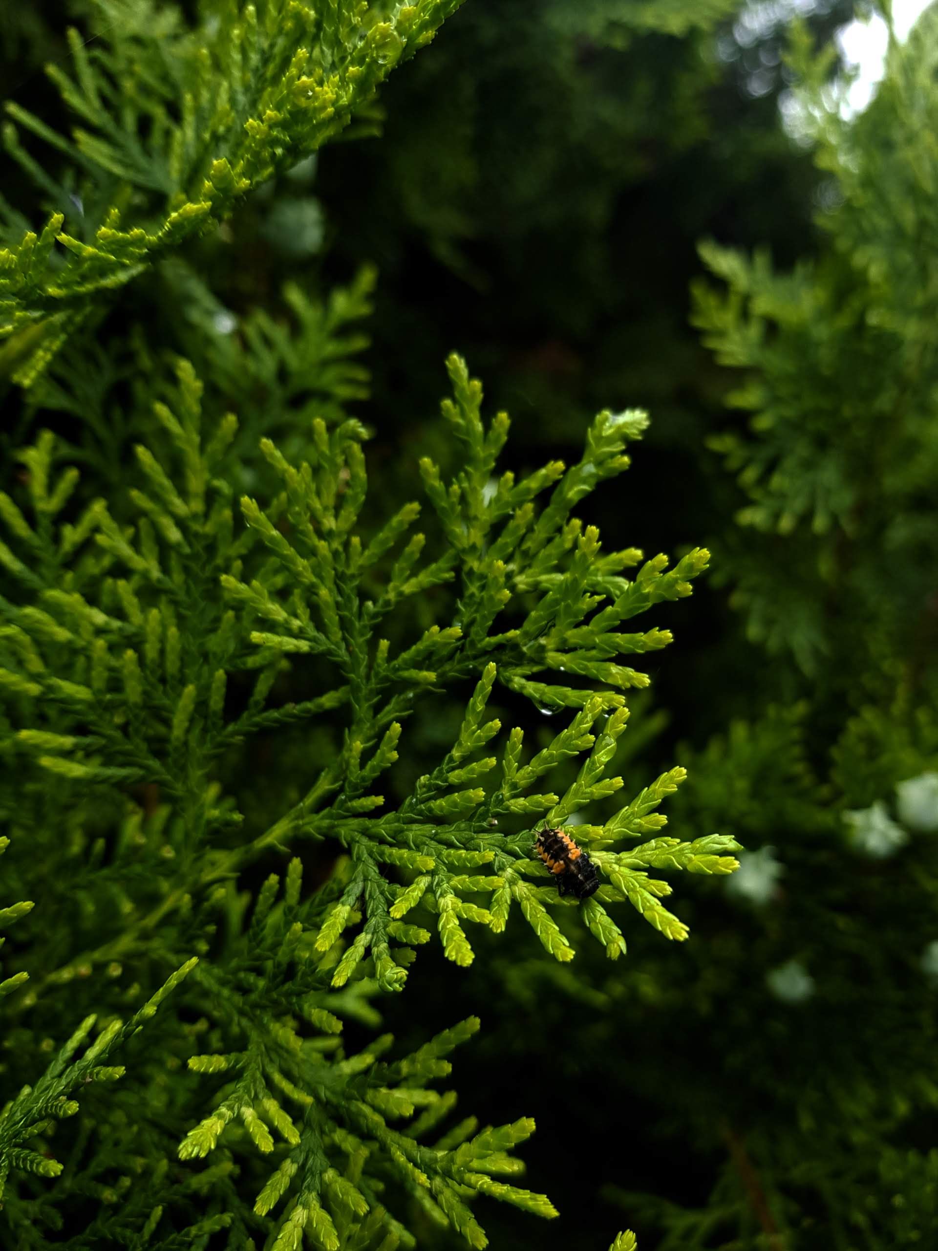 Close-up of Evergreen Spruce Branches in Forest · Free Stock Photo