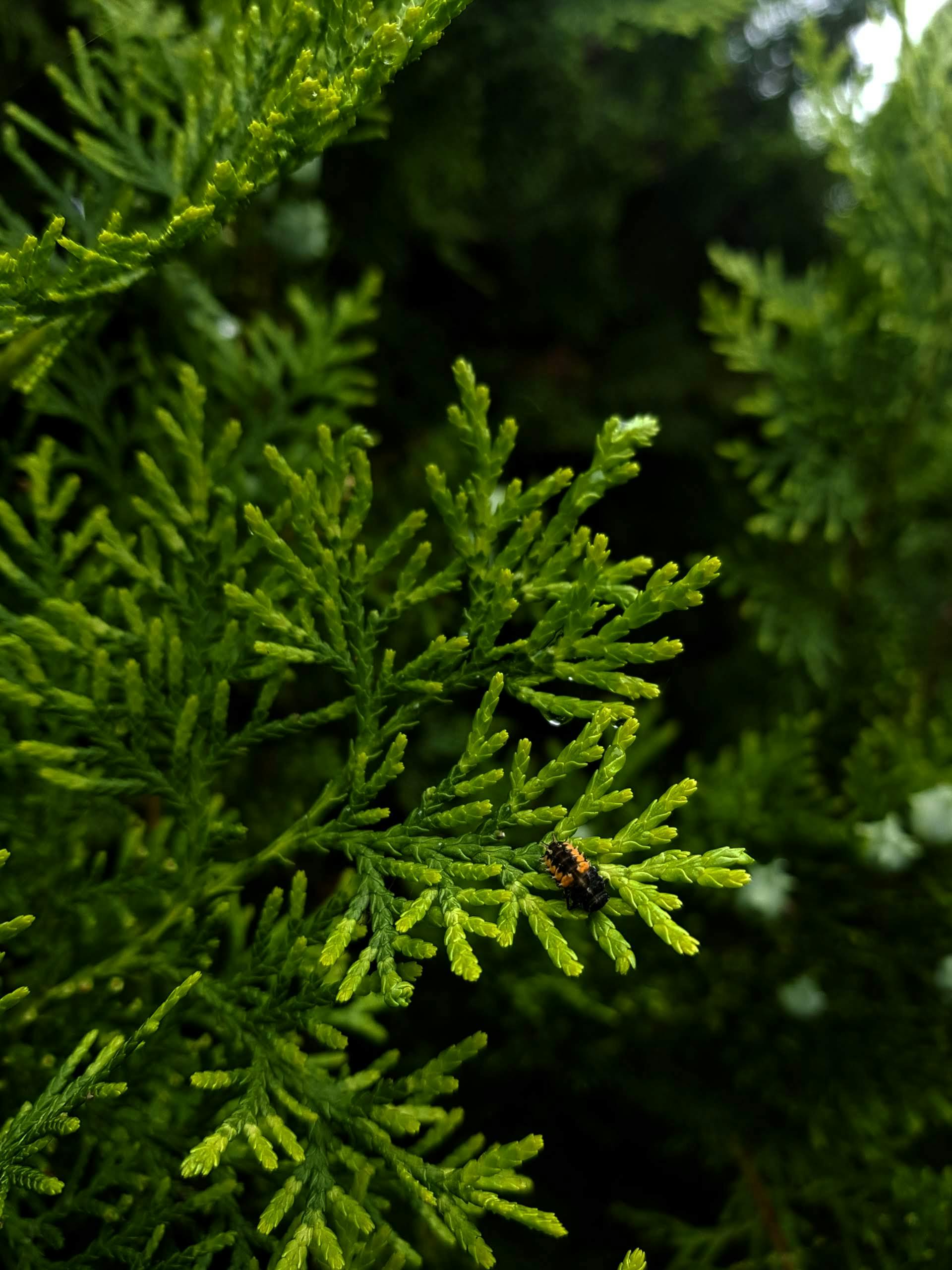 Primer Plano De Una Rama De Cedro Verde Con Un Insecto · Foto de stock ...