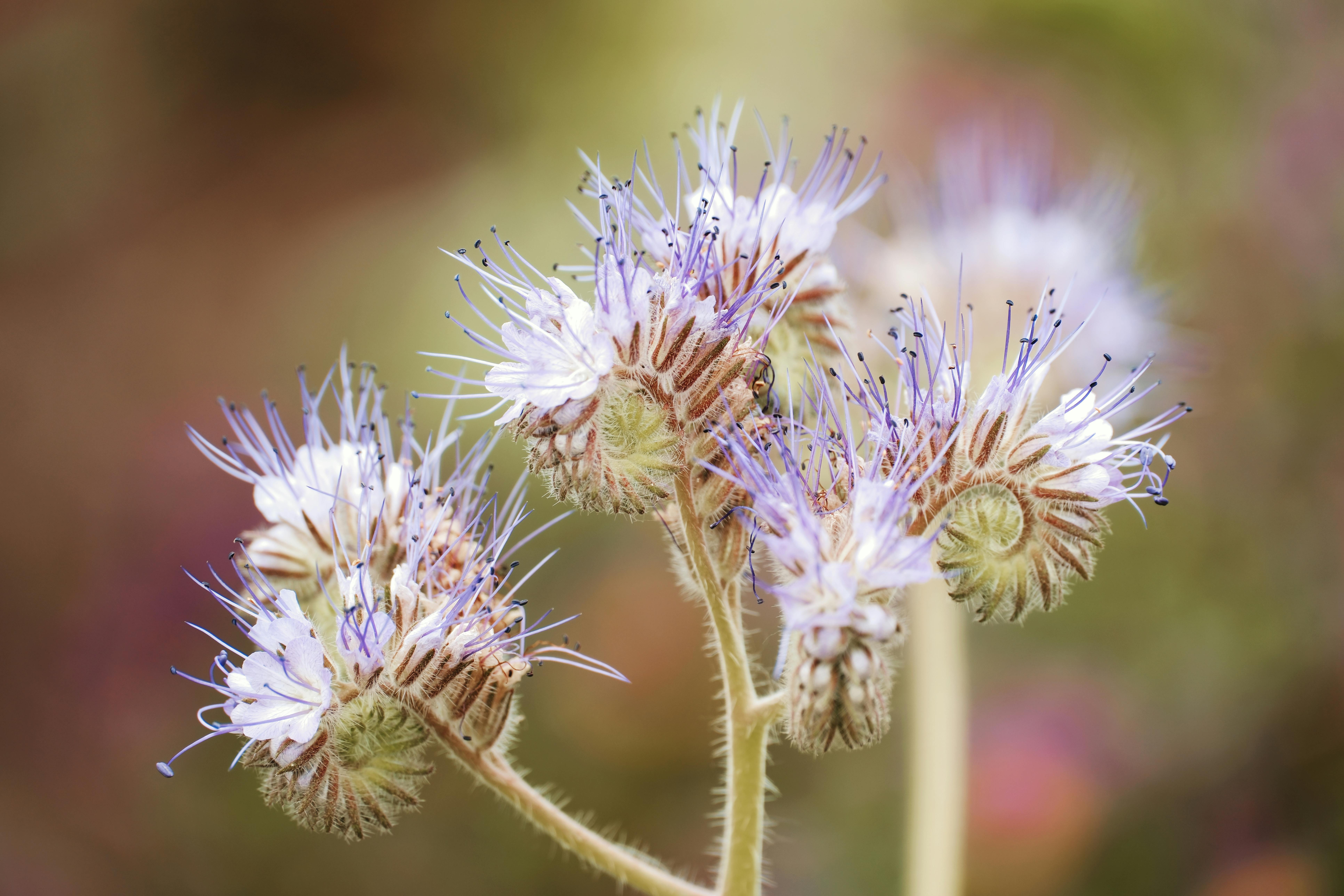 Ricky+B+Productions Flowers Photos, Download The BEST Free Ricky+B ...