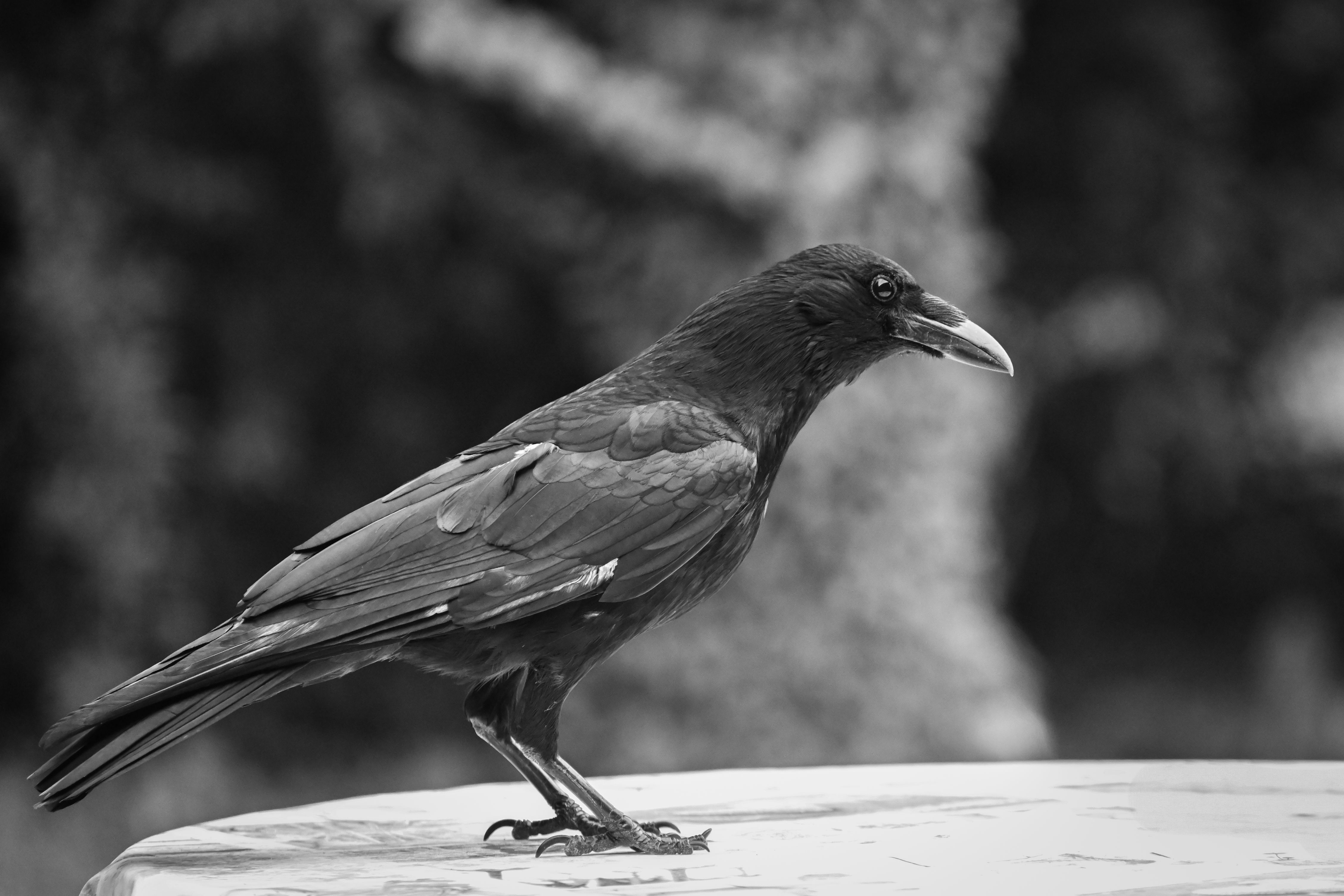 400+ Rabe Bilder und Fotos · Kostenlos Downloaden · Pexels Stock-Fotos