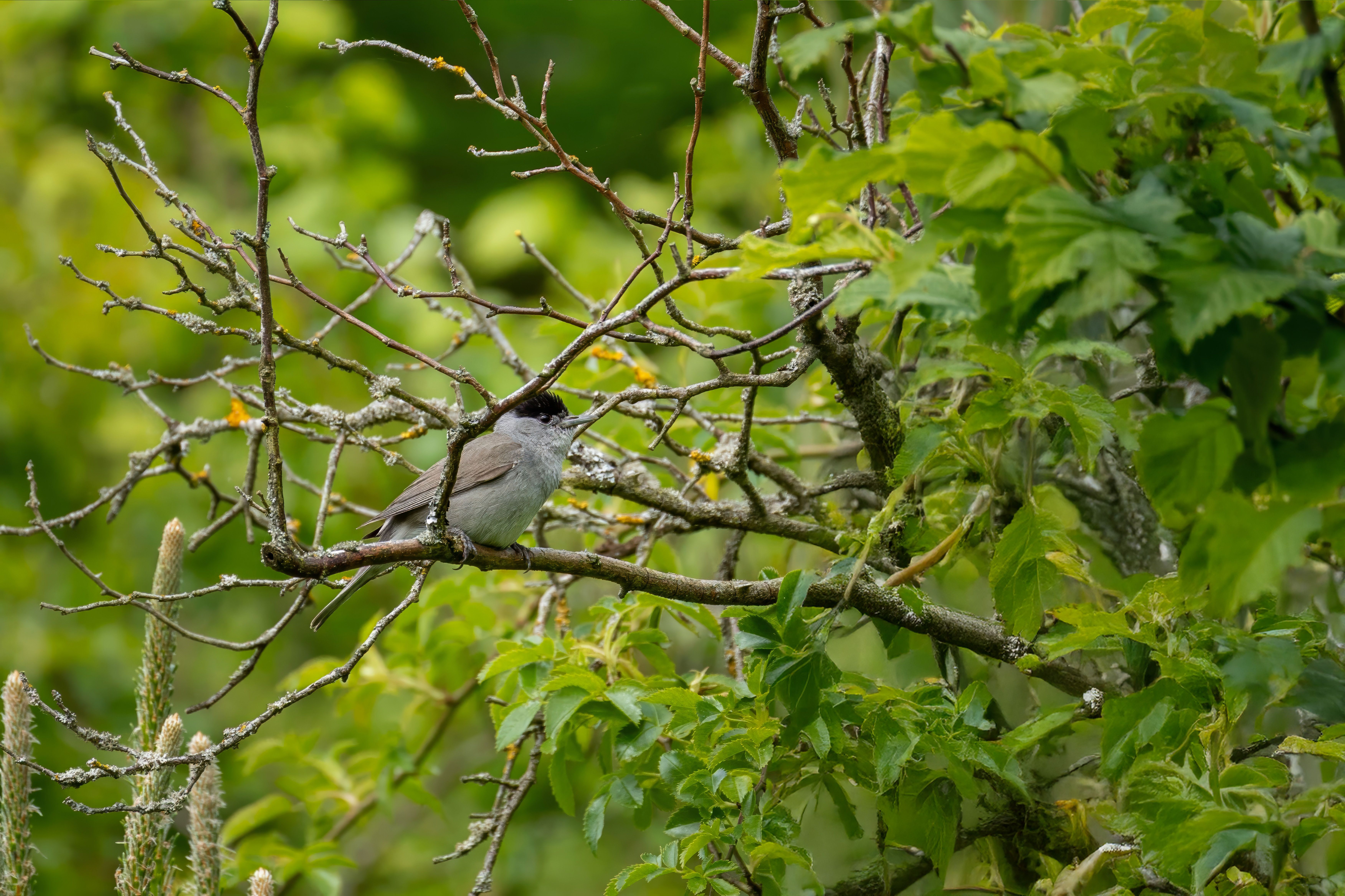 Wild Bird Photos, Download The BEST Free Wild Bird Stock Photos & HD Images