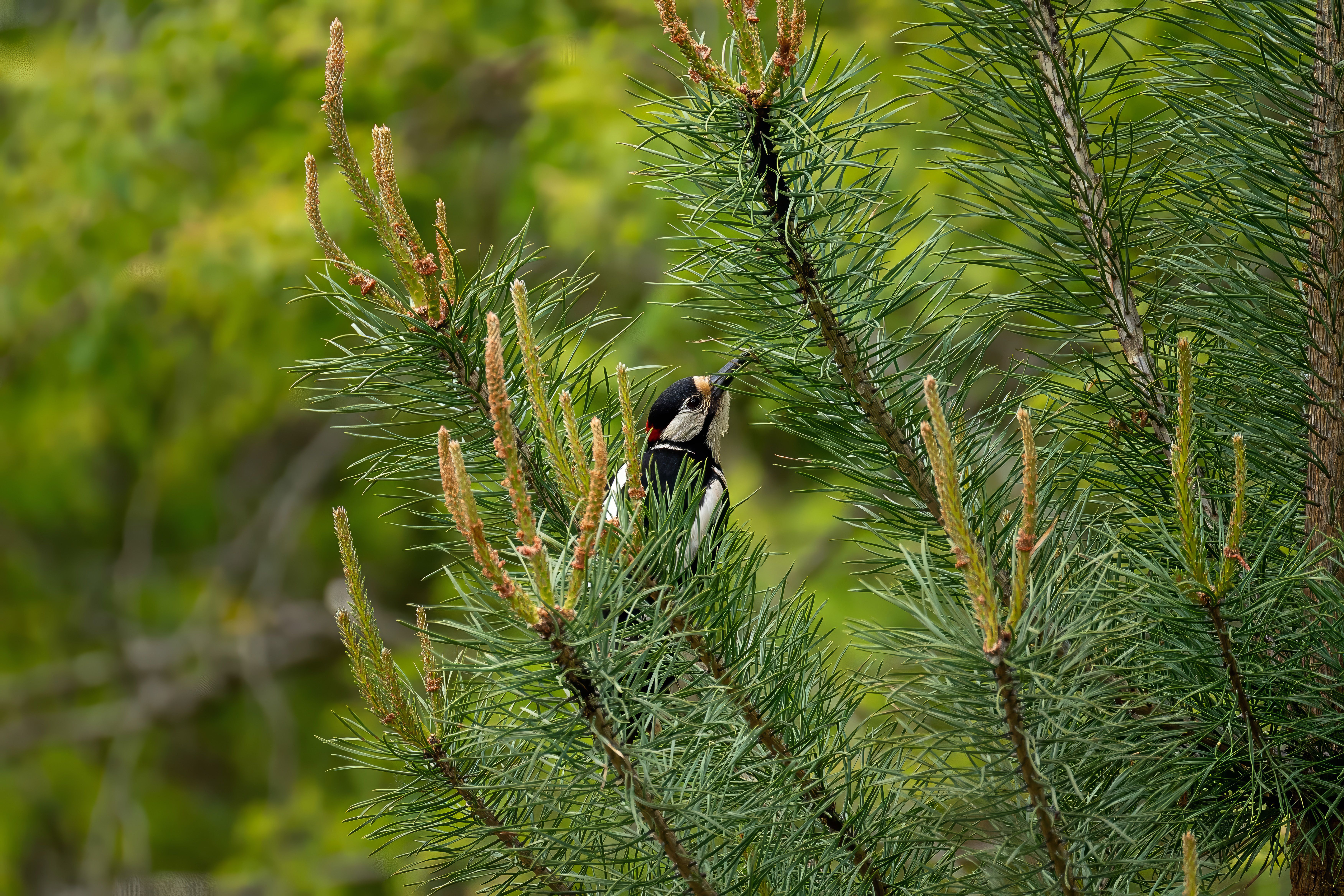 Wild Bird Photos, Download The BEST Free Wild Bird Stock Photos & HD Images
