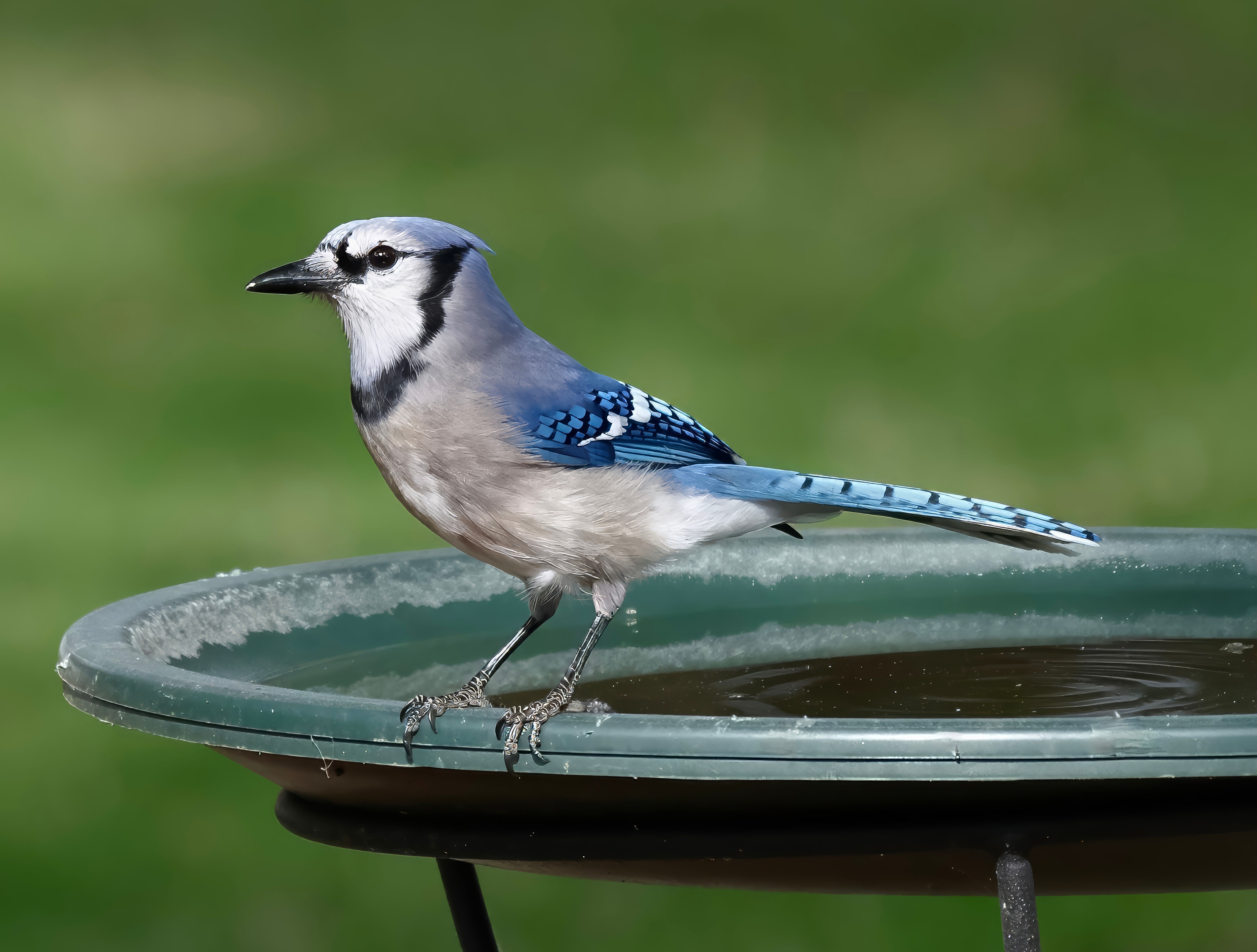 Wild Bird Photos, Download The BEST Free Wild Bird Stock Photos & HD Images