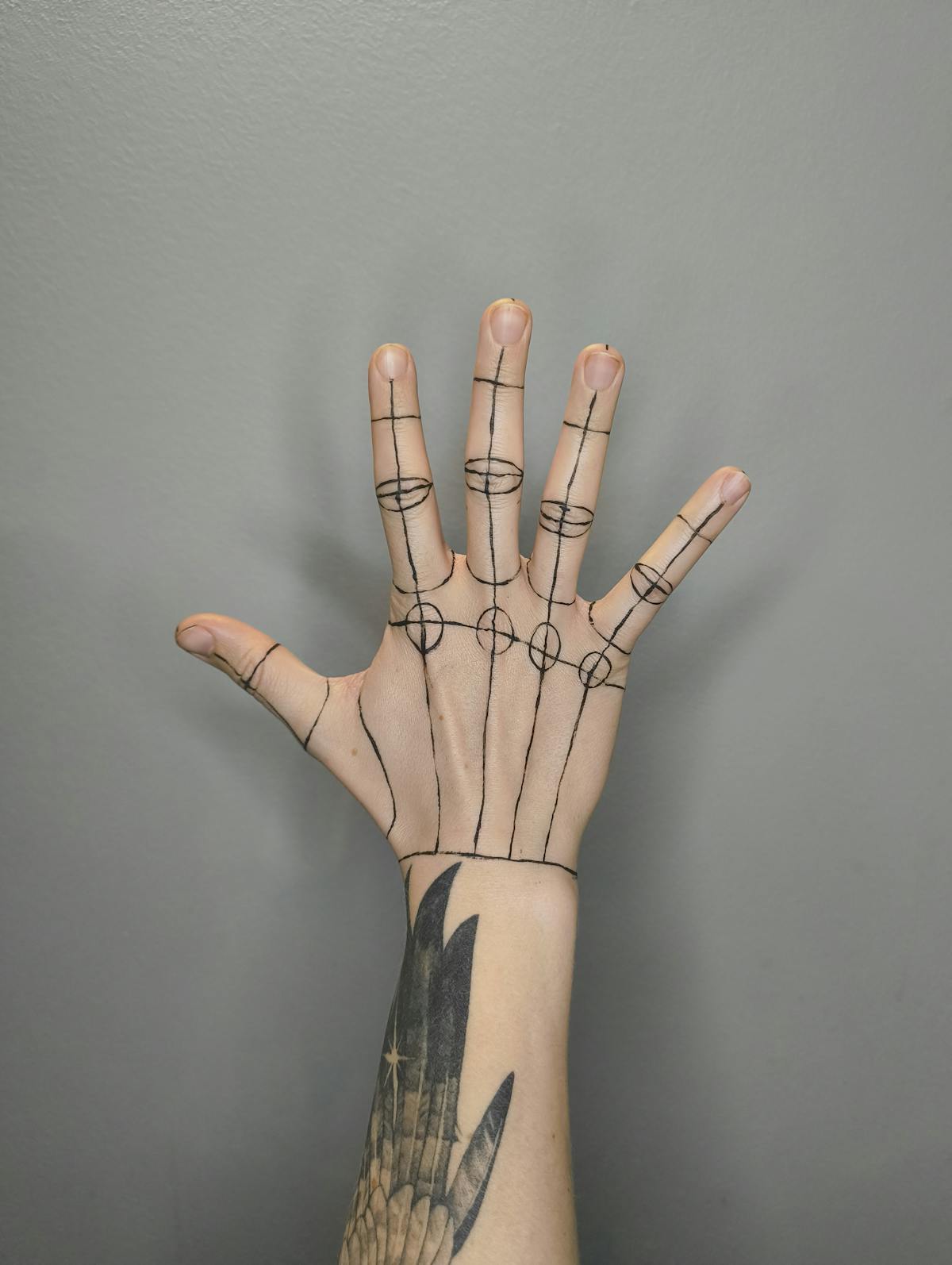 Groin Anatomy Photos, Download The BEST Free Groin Anatomy Stock Photos ...