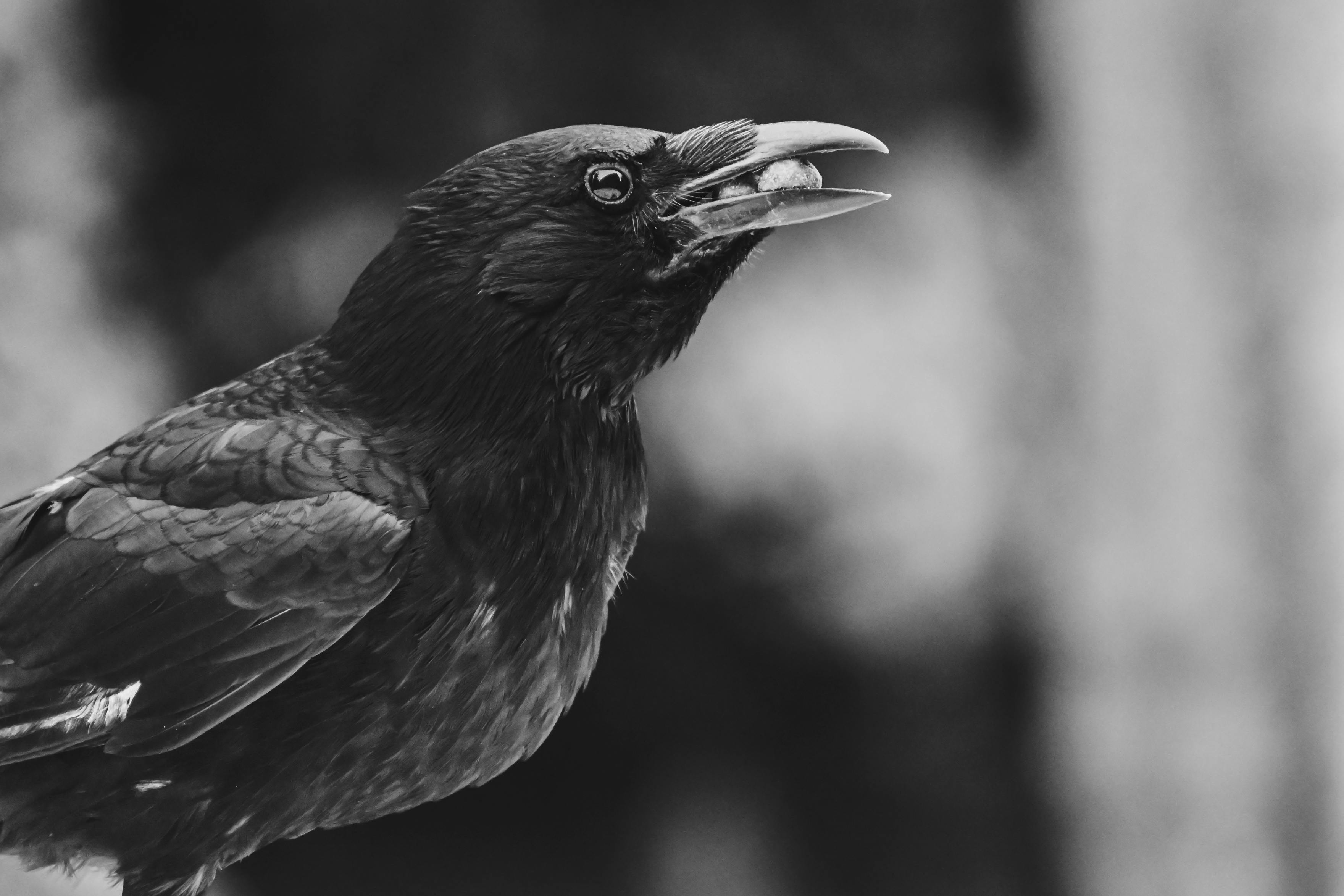 Raven Bird Photos, Download The BEST Free Raven Bird Stock Photos & HD ...