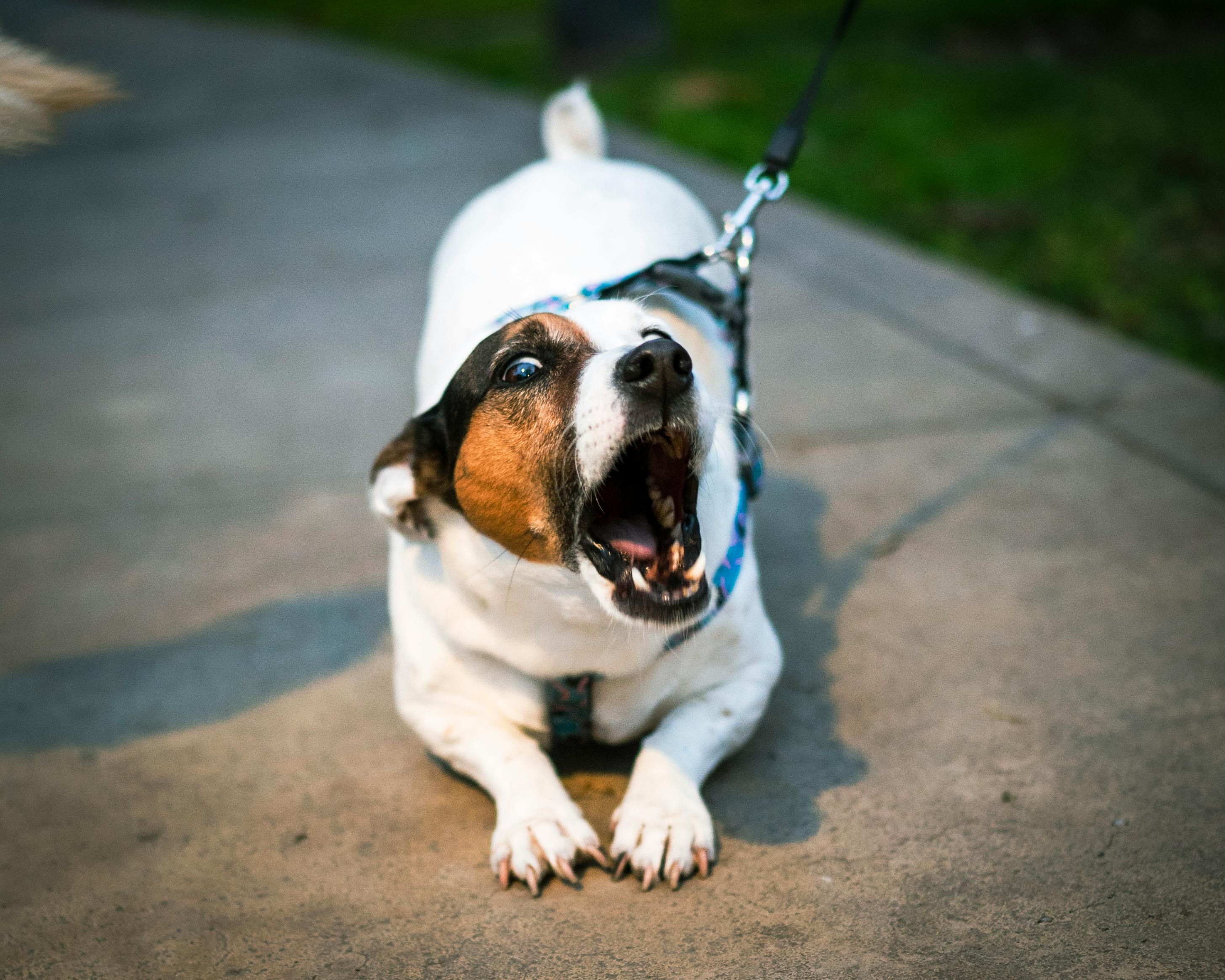 Animated Park Photos, Download The BEST Free Animated Park Stock Photos ...