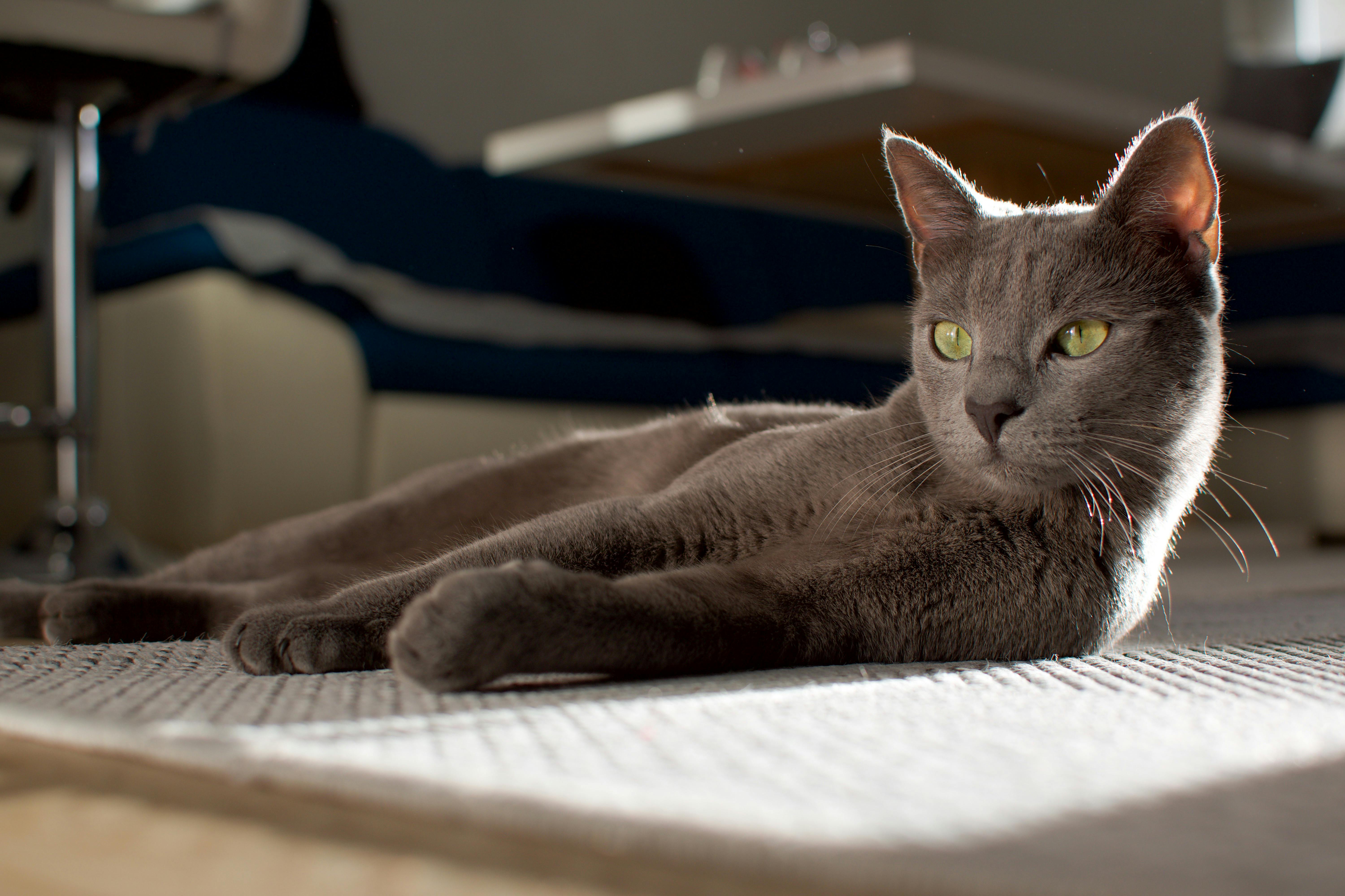 Furr Pets Photos, Download The BEST Free Furr Pets Stock Photos & HD Images