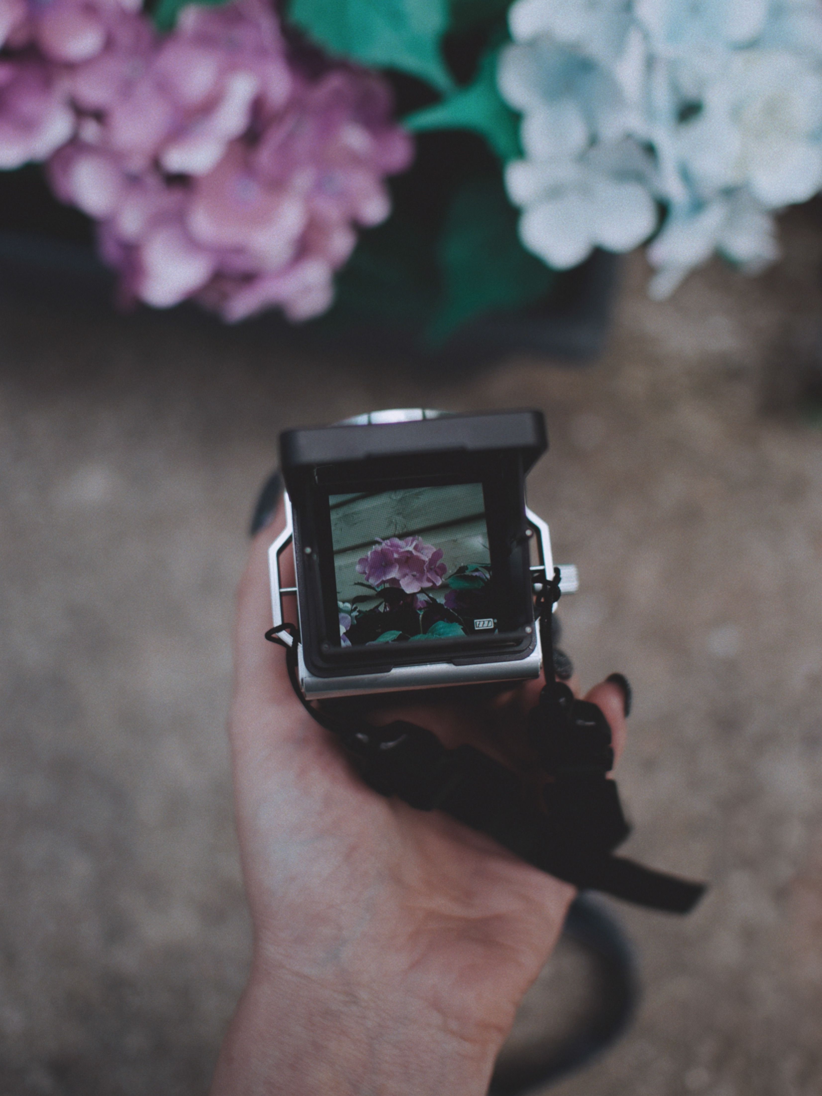 Close-up of Camera Display Showing Flowers · Free Stock Photo