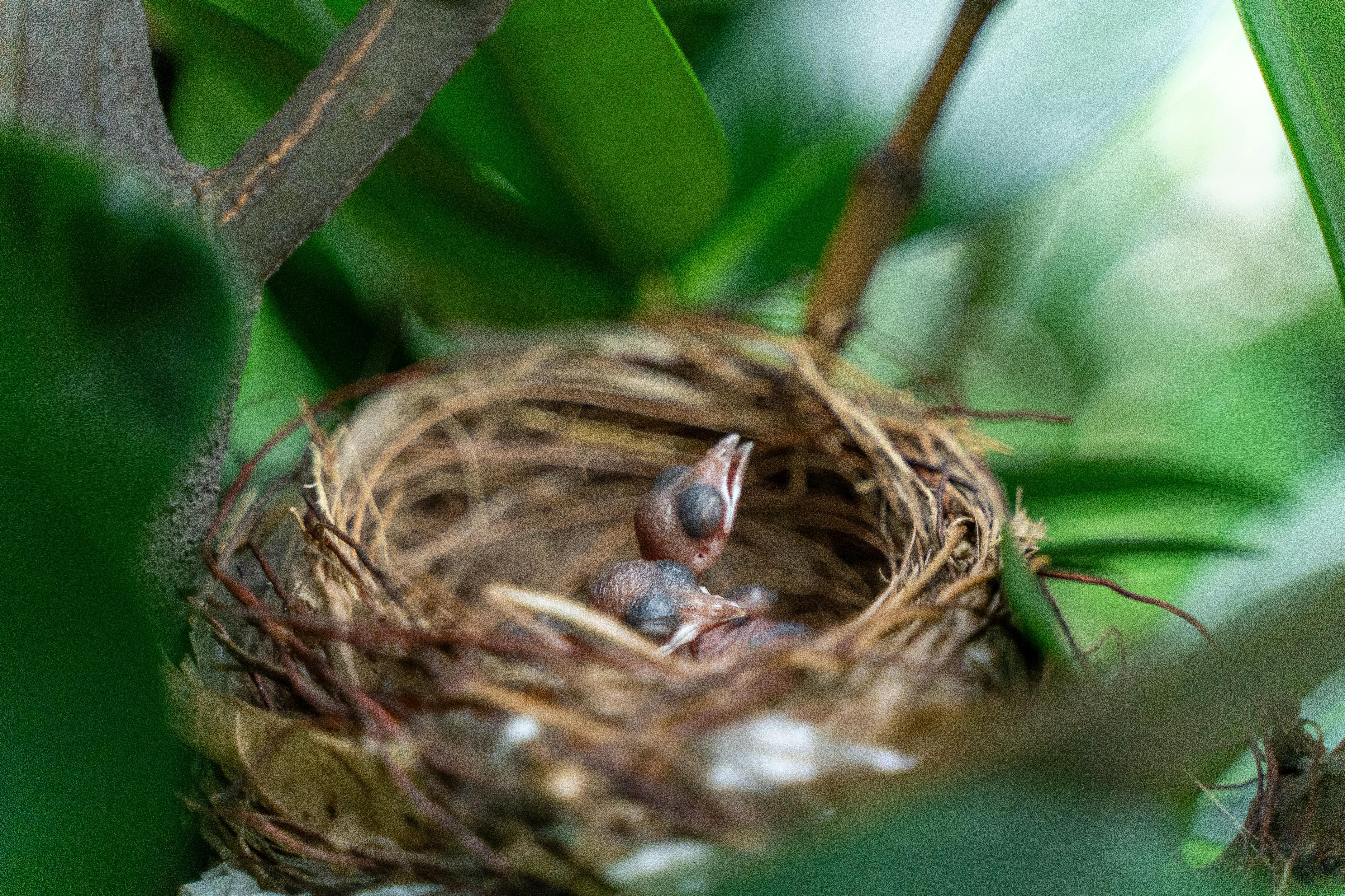 Newborn Birds in Nest Among Lush Greenery · Free Stock Photo
