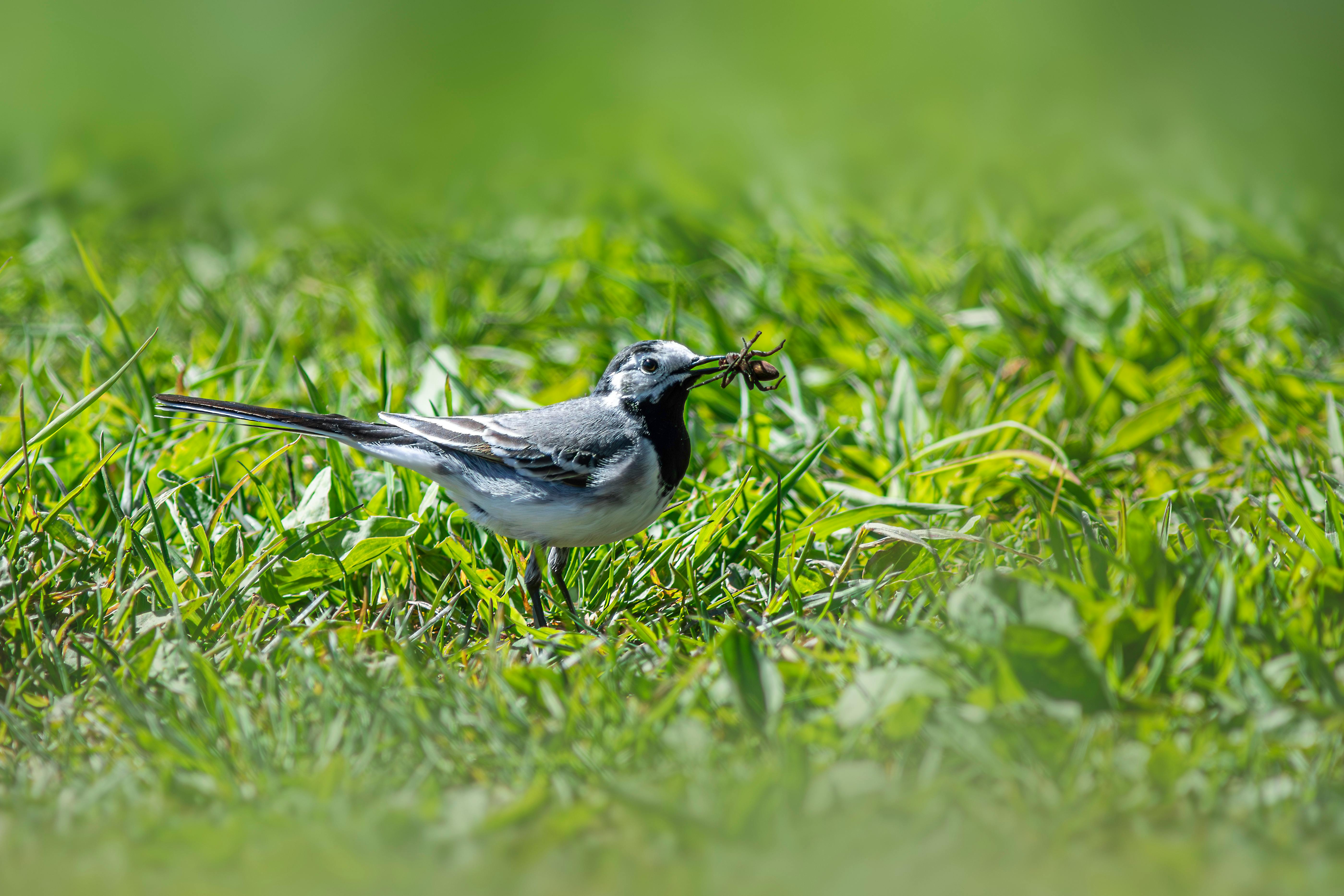 White Wagtail Searching for Food in Grass · Free Stock Photo