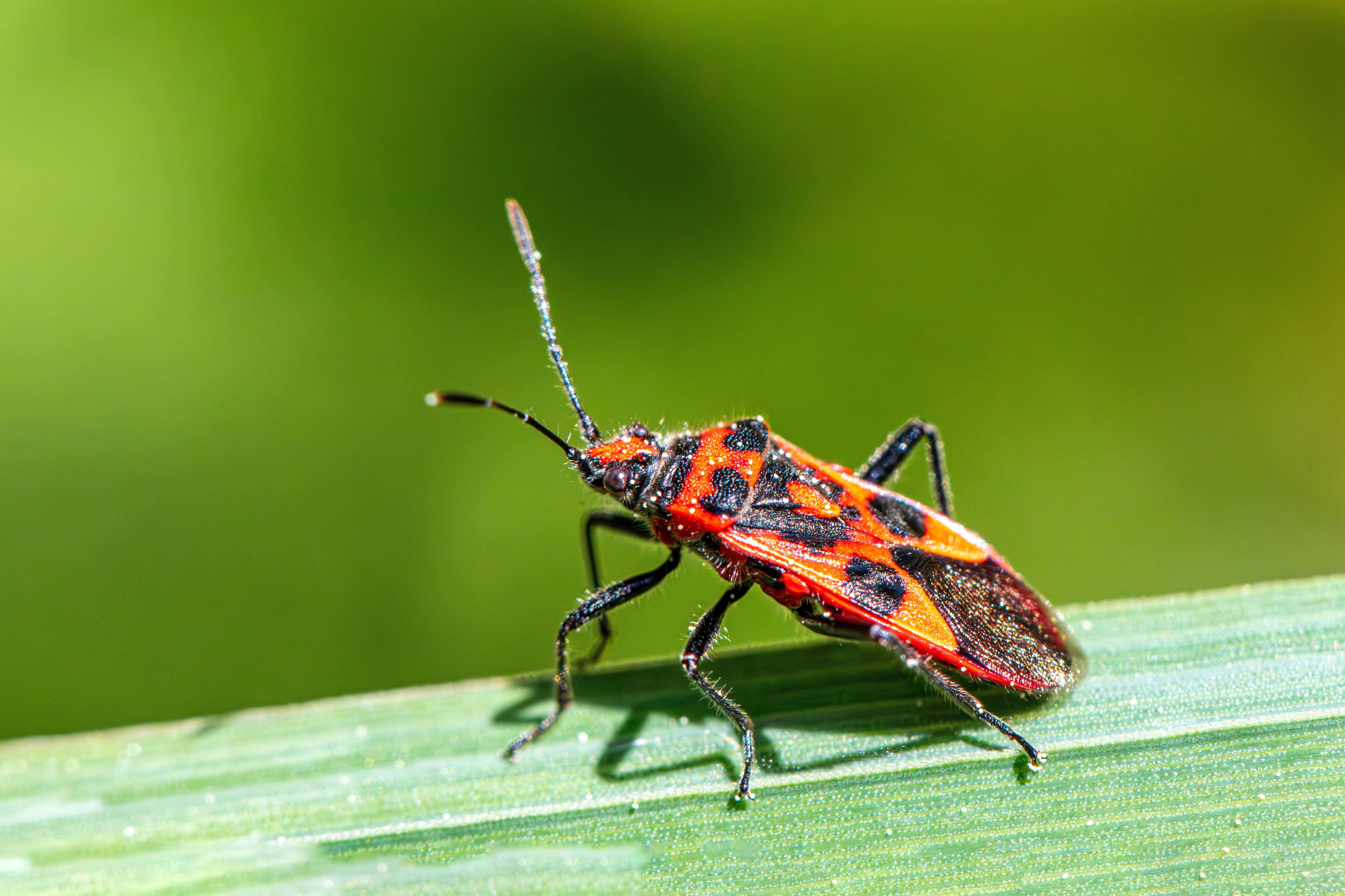 Close-Up of Pyrrhocoris apterus on Green Leaf · Free Stock Photo