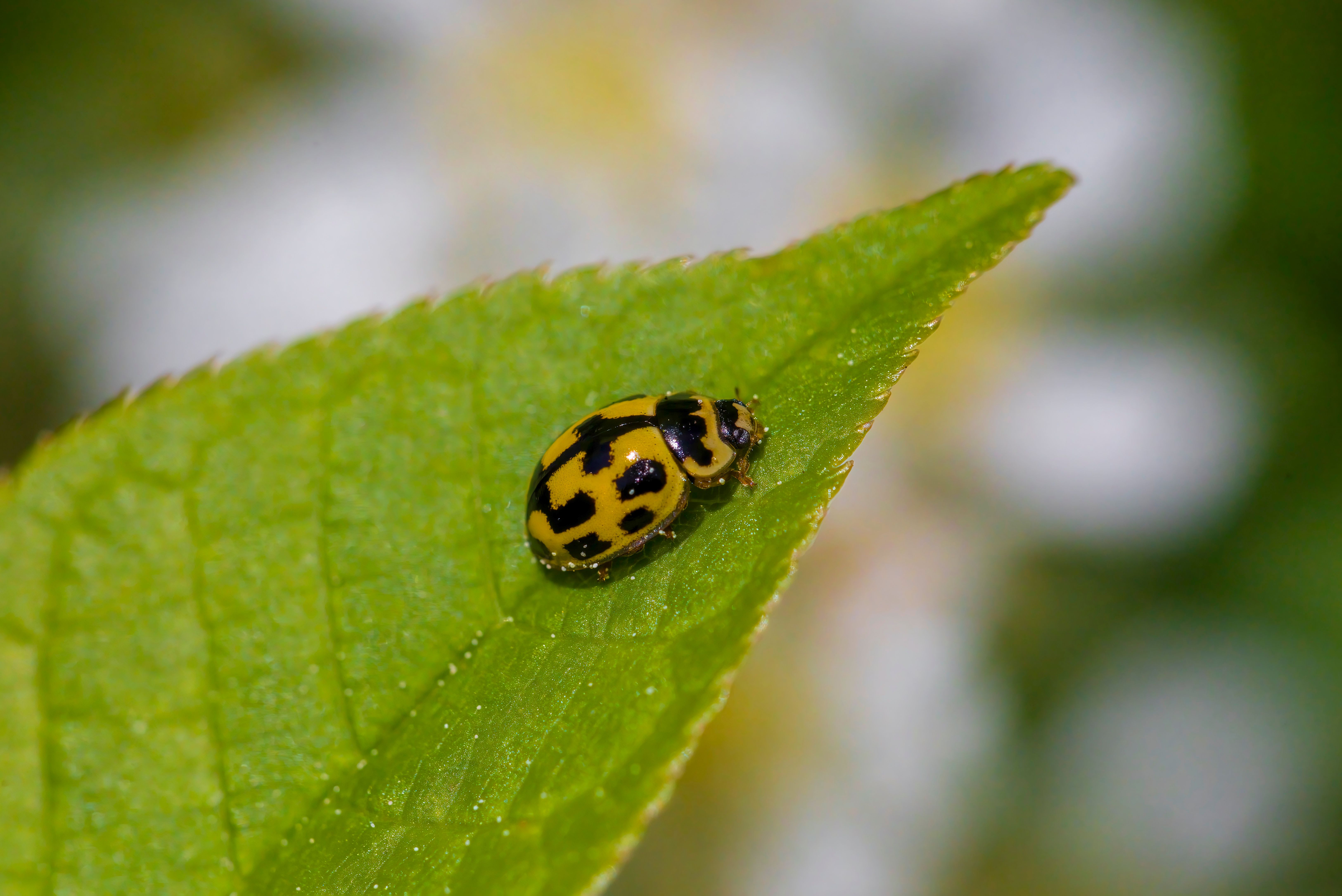 Close-up of a Yellow Ladybug on a Leaf · Free Stock Photo