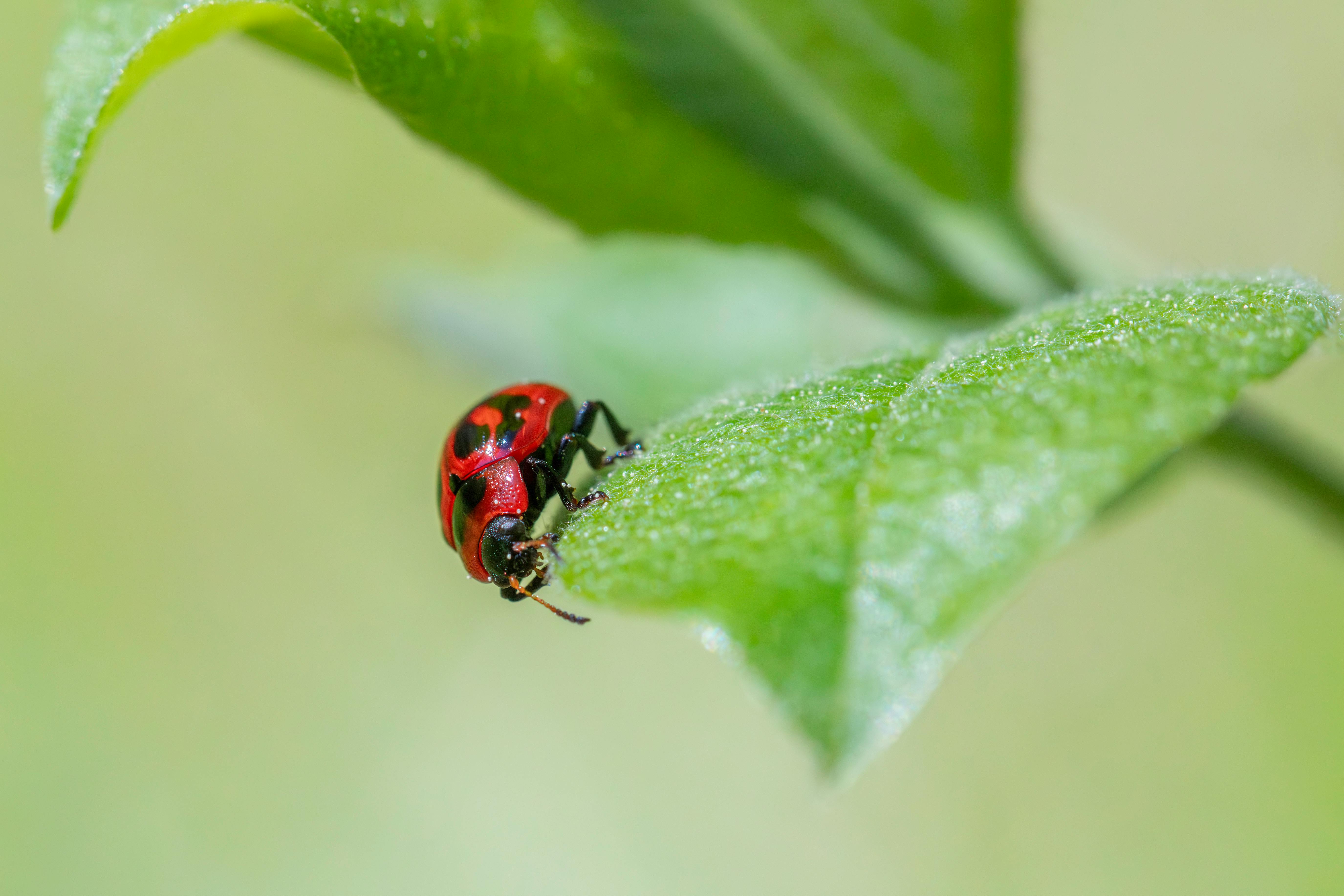 Invertebrates Photos, Download The BEST Free Invertebrates Stock Photos ...