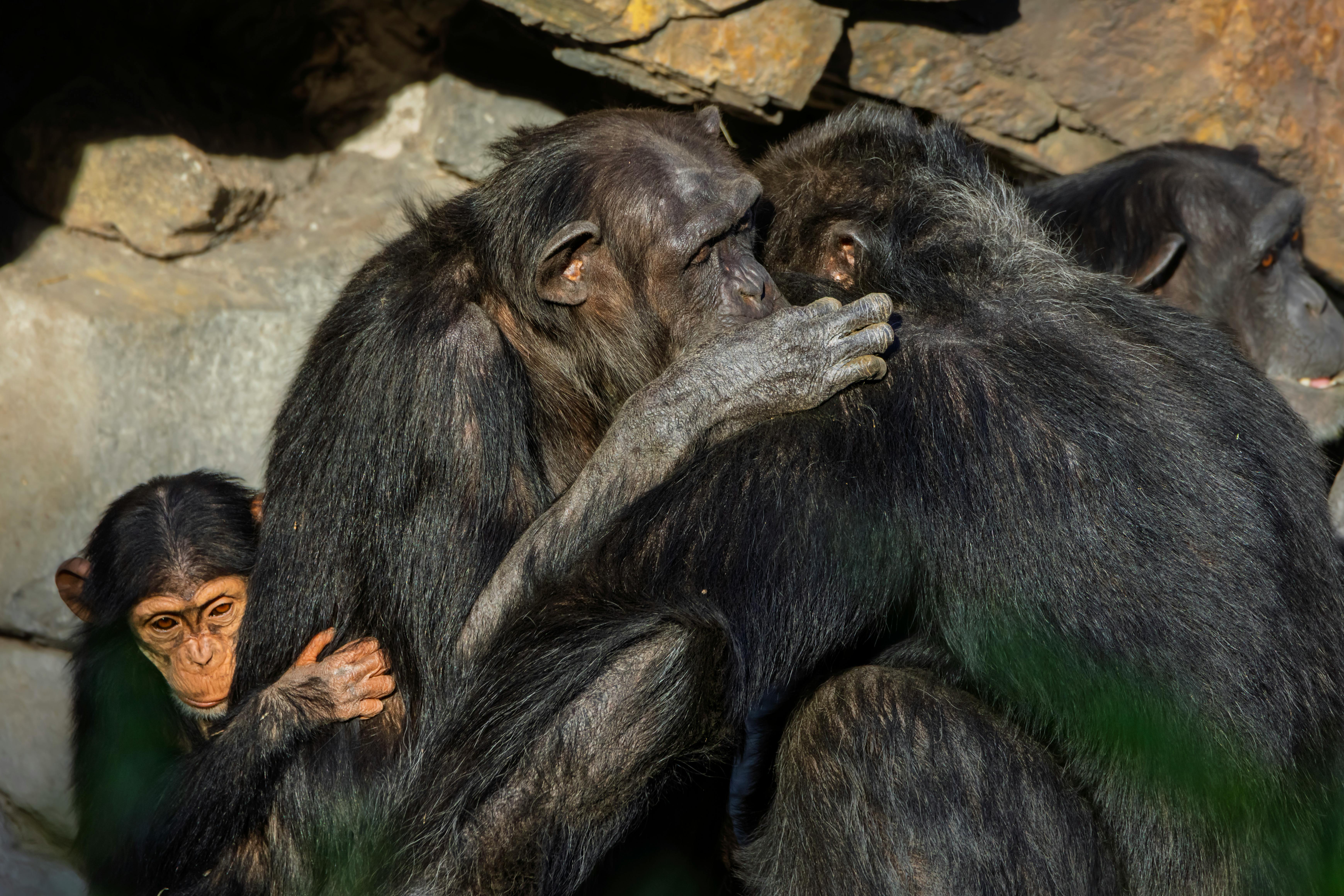 Chimpanzee Family Bonding in Natural Habitat · Free Stock Photo