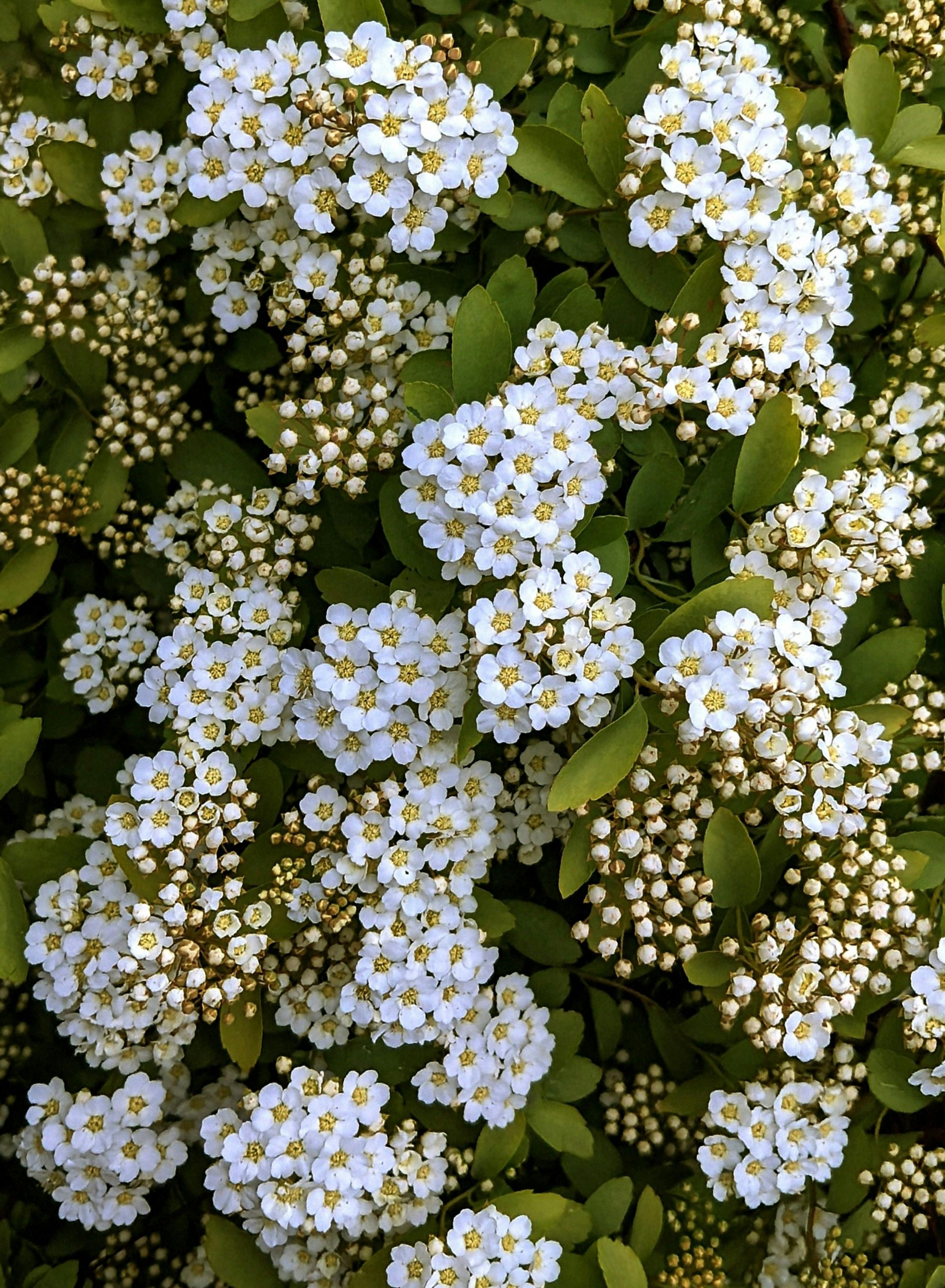 Springtime White Flowering Shrubs in Bloom · Free Stock Photo