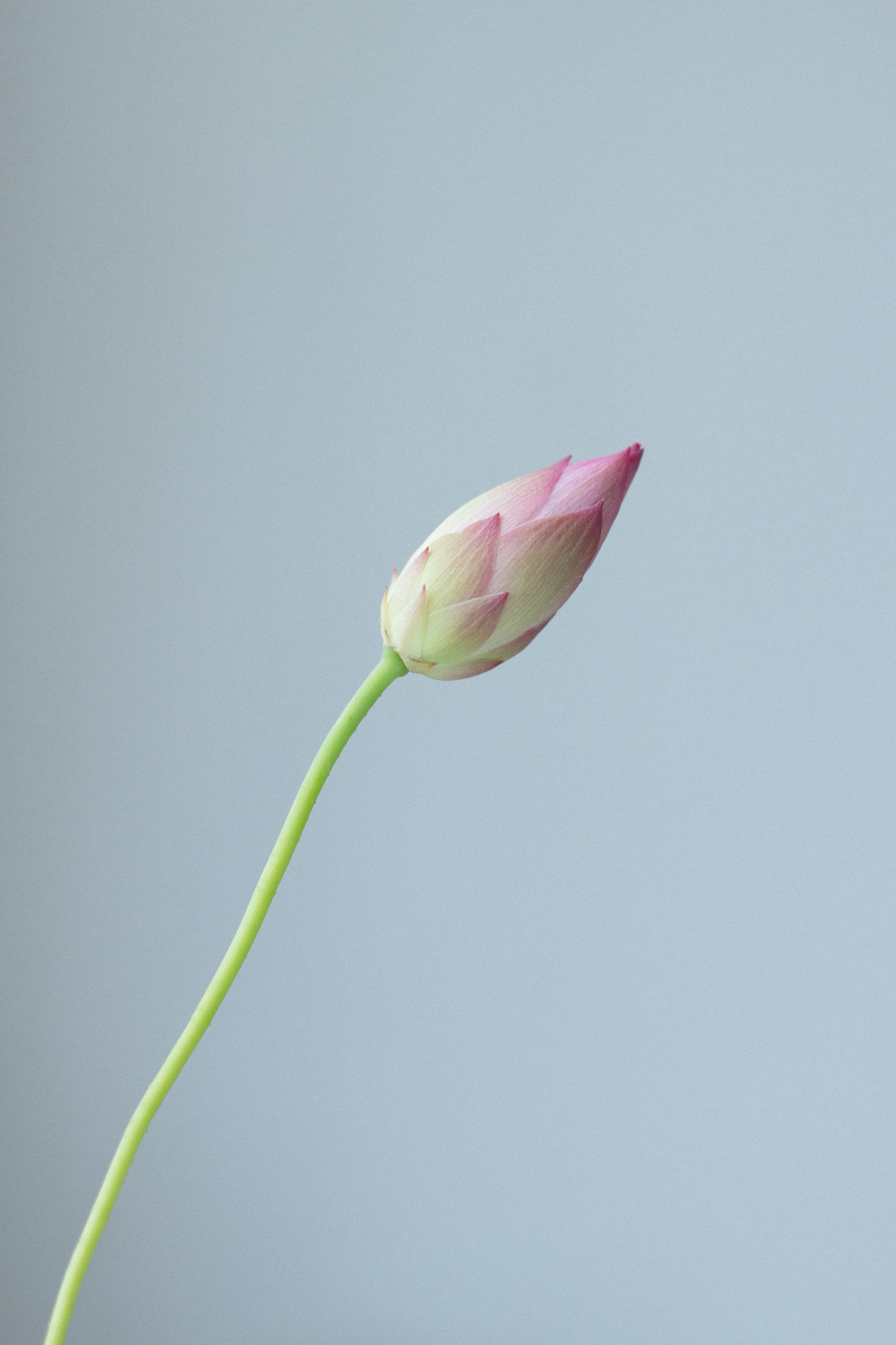 Foto de stock gratuita sobre aislado, armonía, belleza natural ...