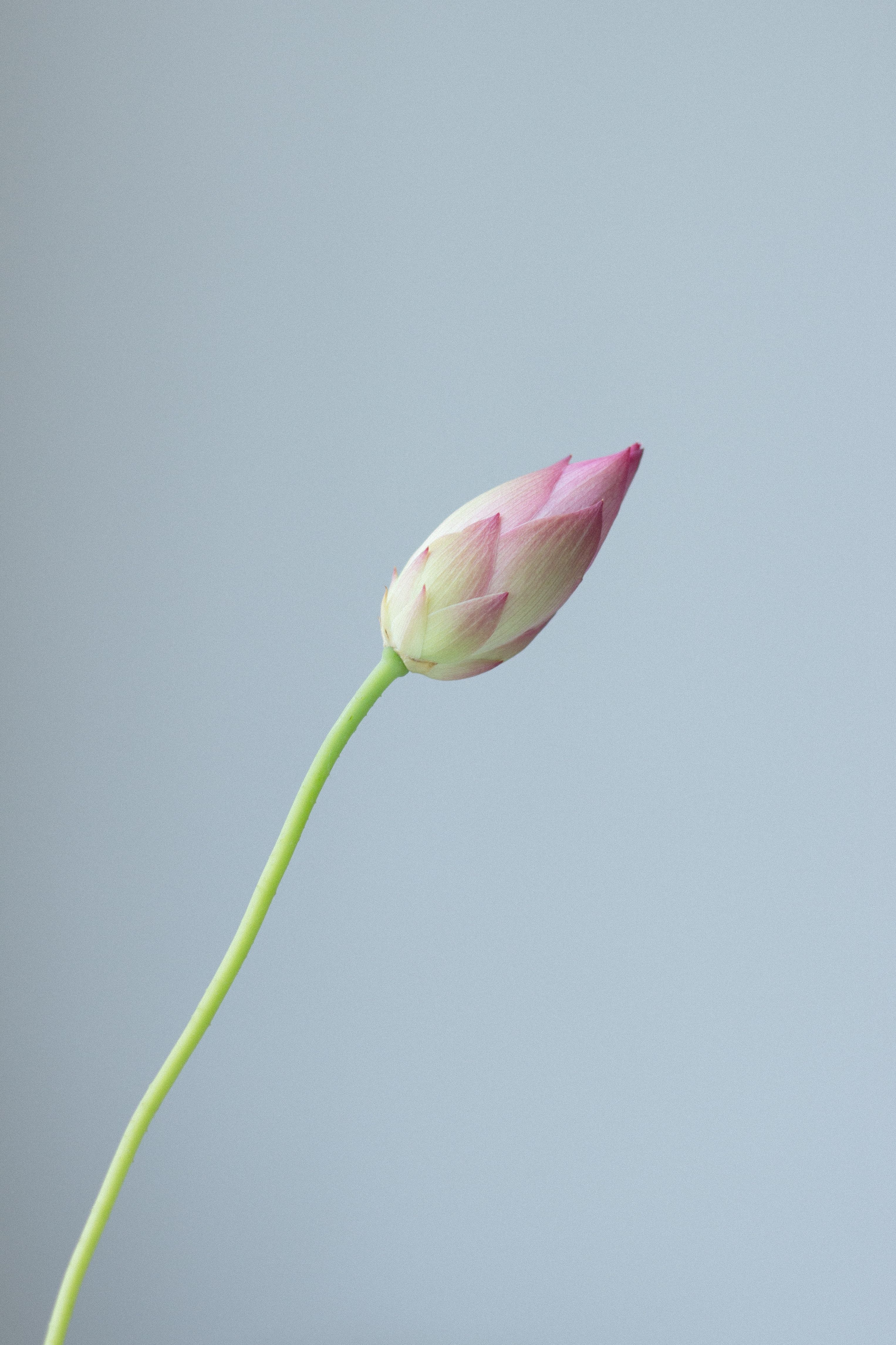 Stem Grace Photos, Download The BEST Free Stem Grace Stock Photos & HD ...