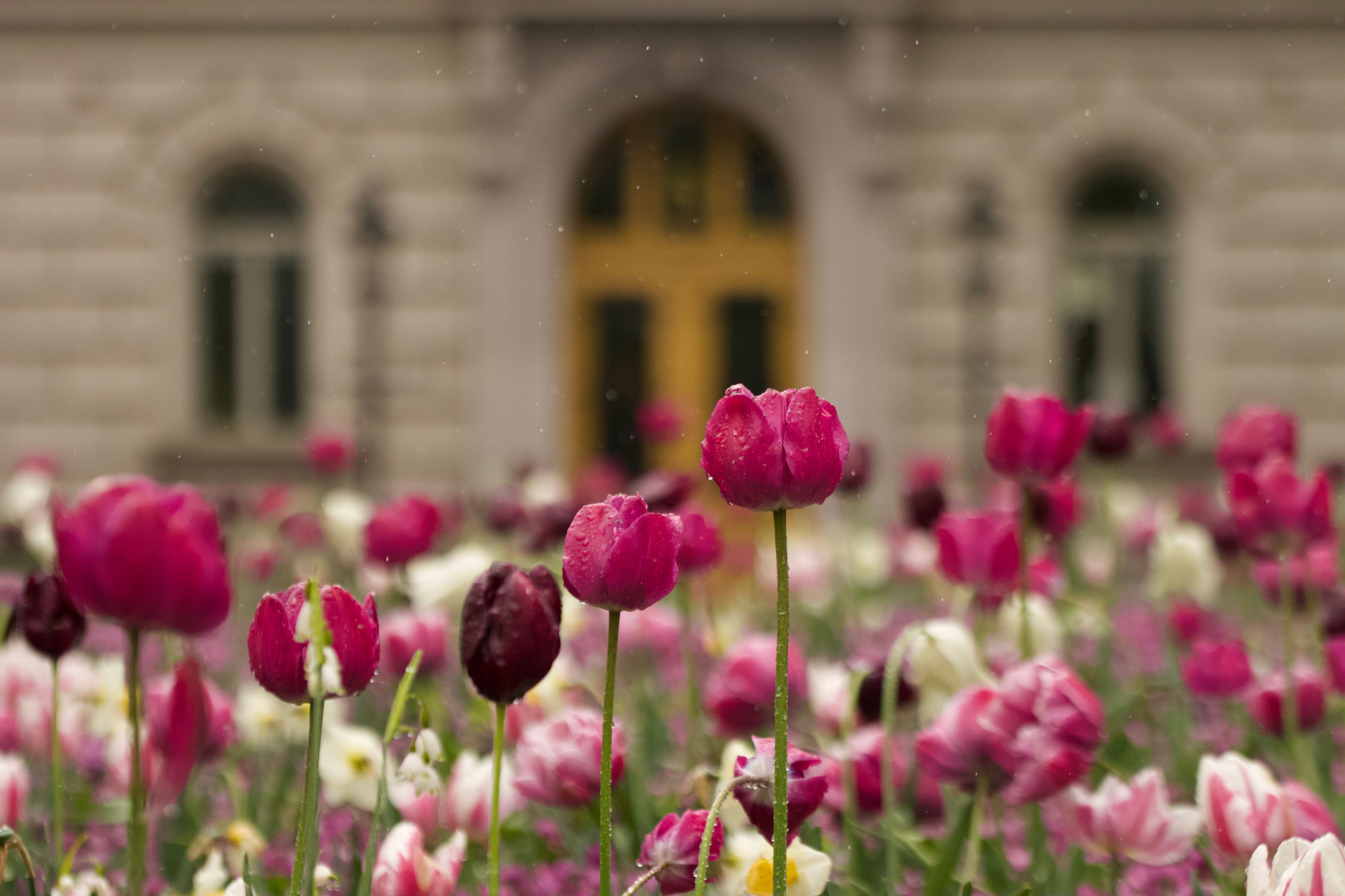 Colorful Tulips in Bloom at Jönköping Sweden · Free Stock Photo
