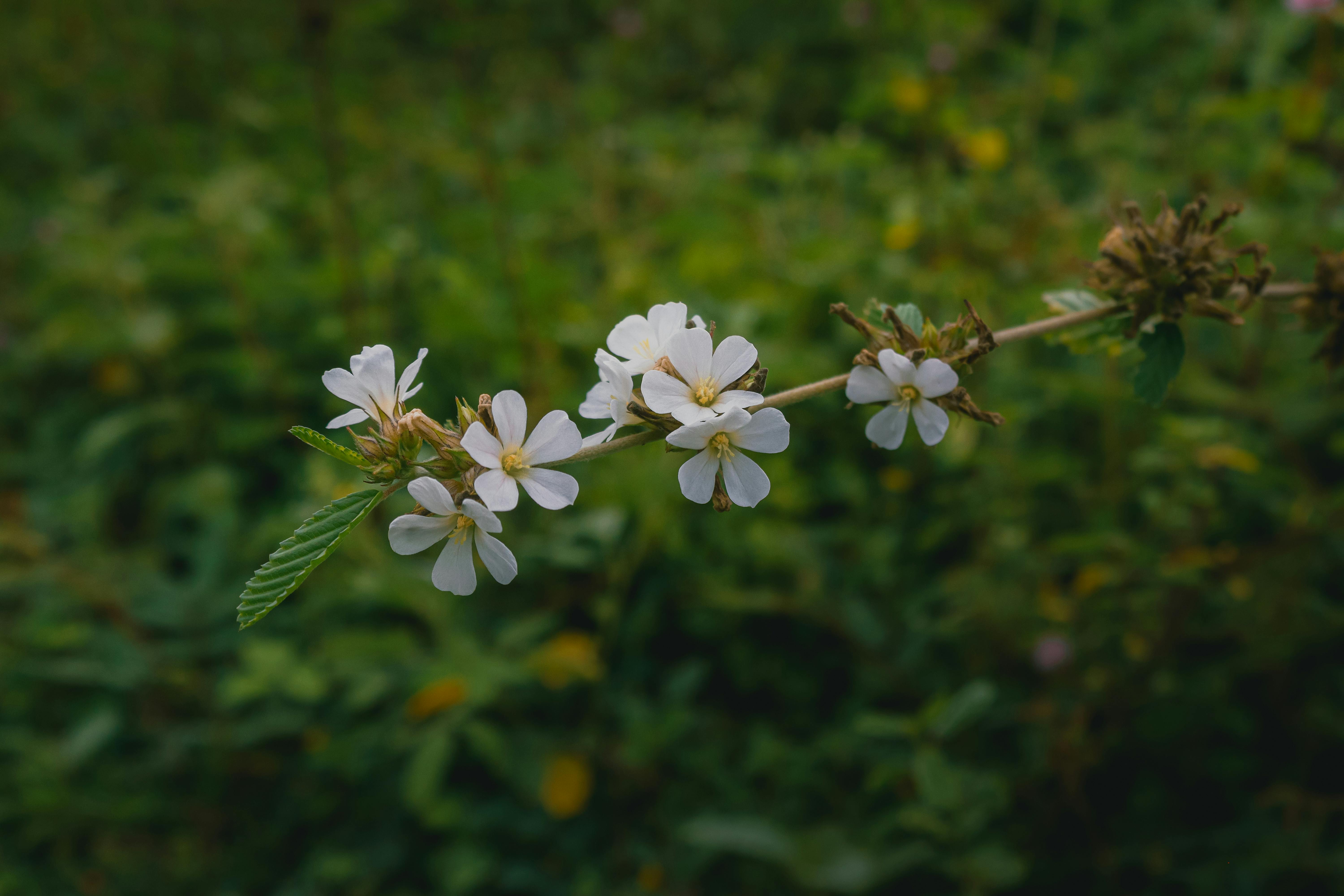 Roj Flower Photos, Download The BEST Free Roj Flower Stock Photos & HD ...