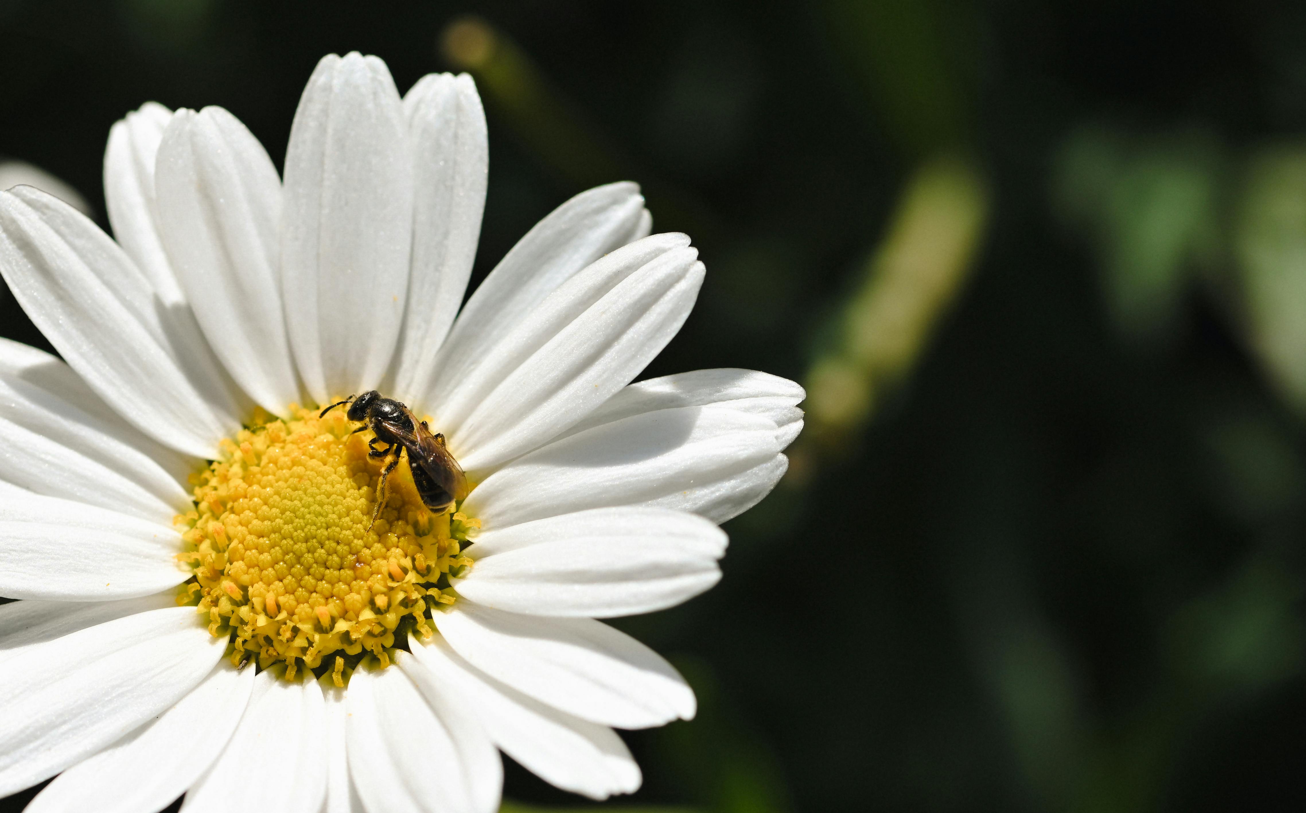Bee Pollinating Daisy in Sunlit Garden · Free Stock Photo