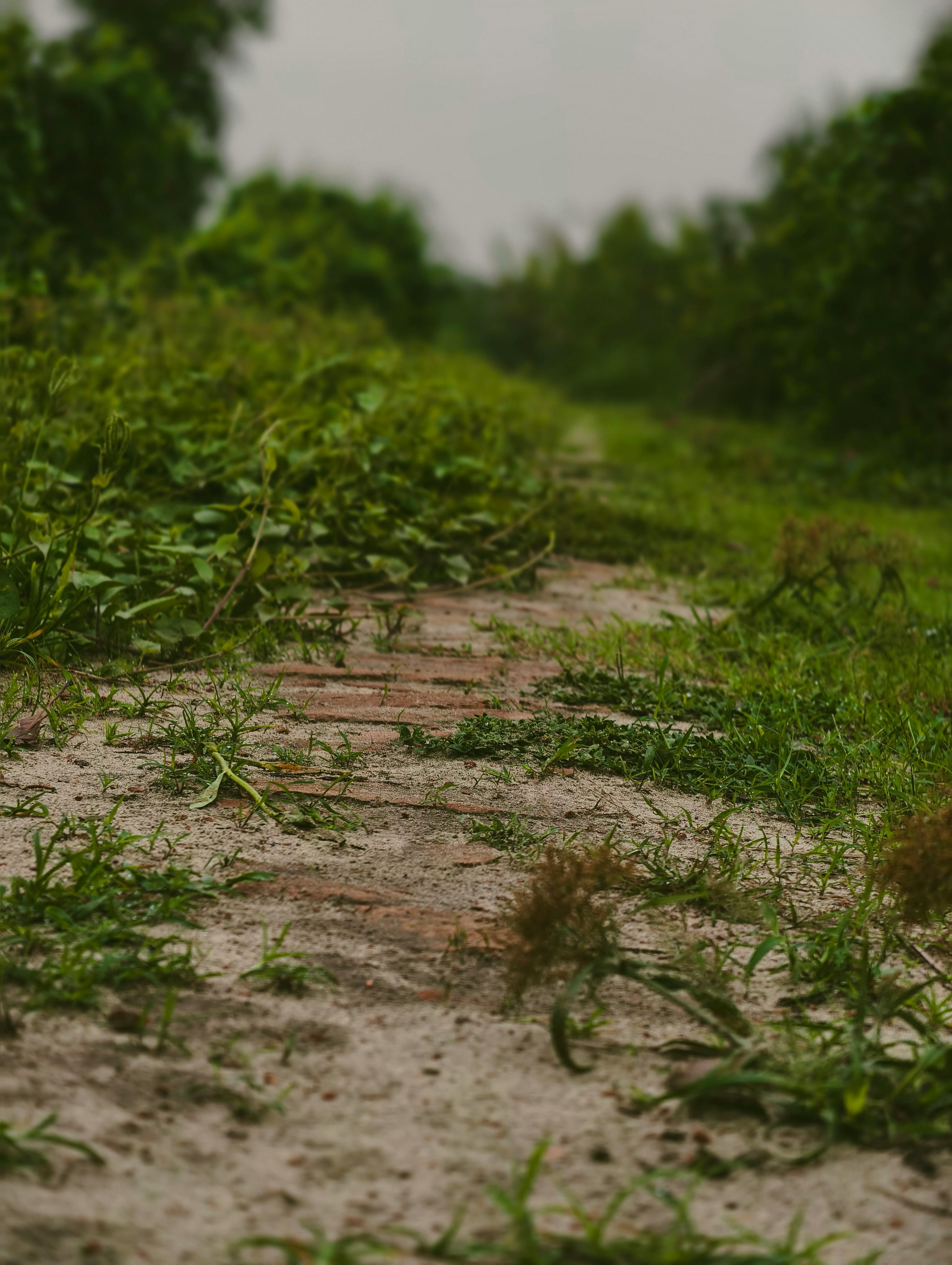 Overgrown Earth Pathway in Lush Greenery · Free Stock Photo
