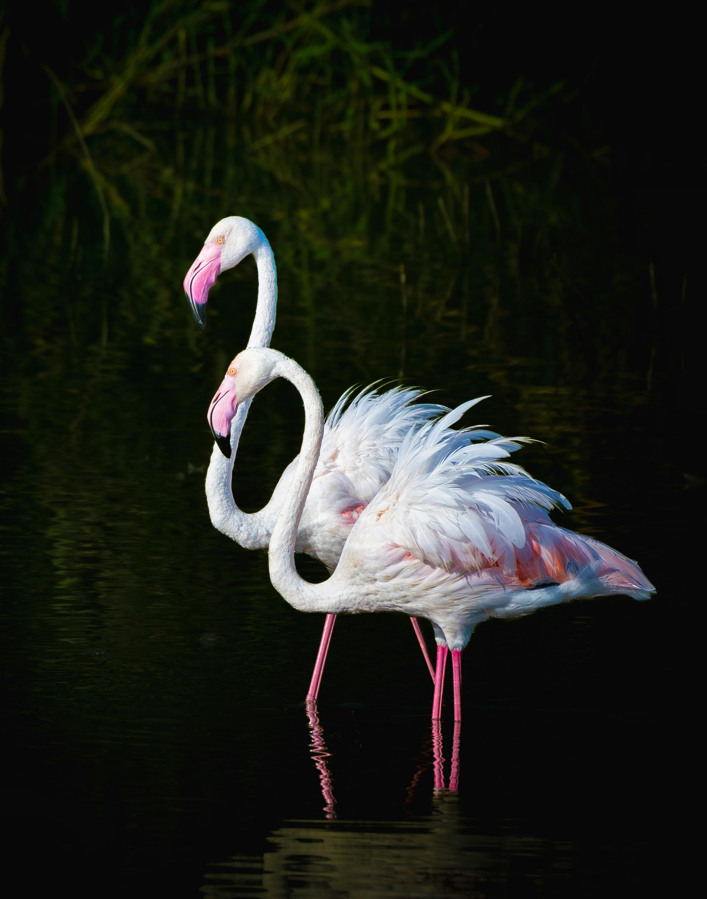 Graceful Animals Photos, Download The BEST Free Graceful Animals Stock ...