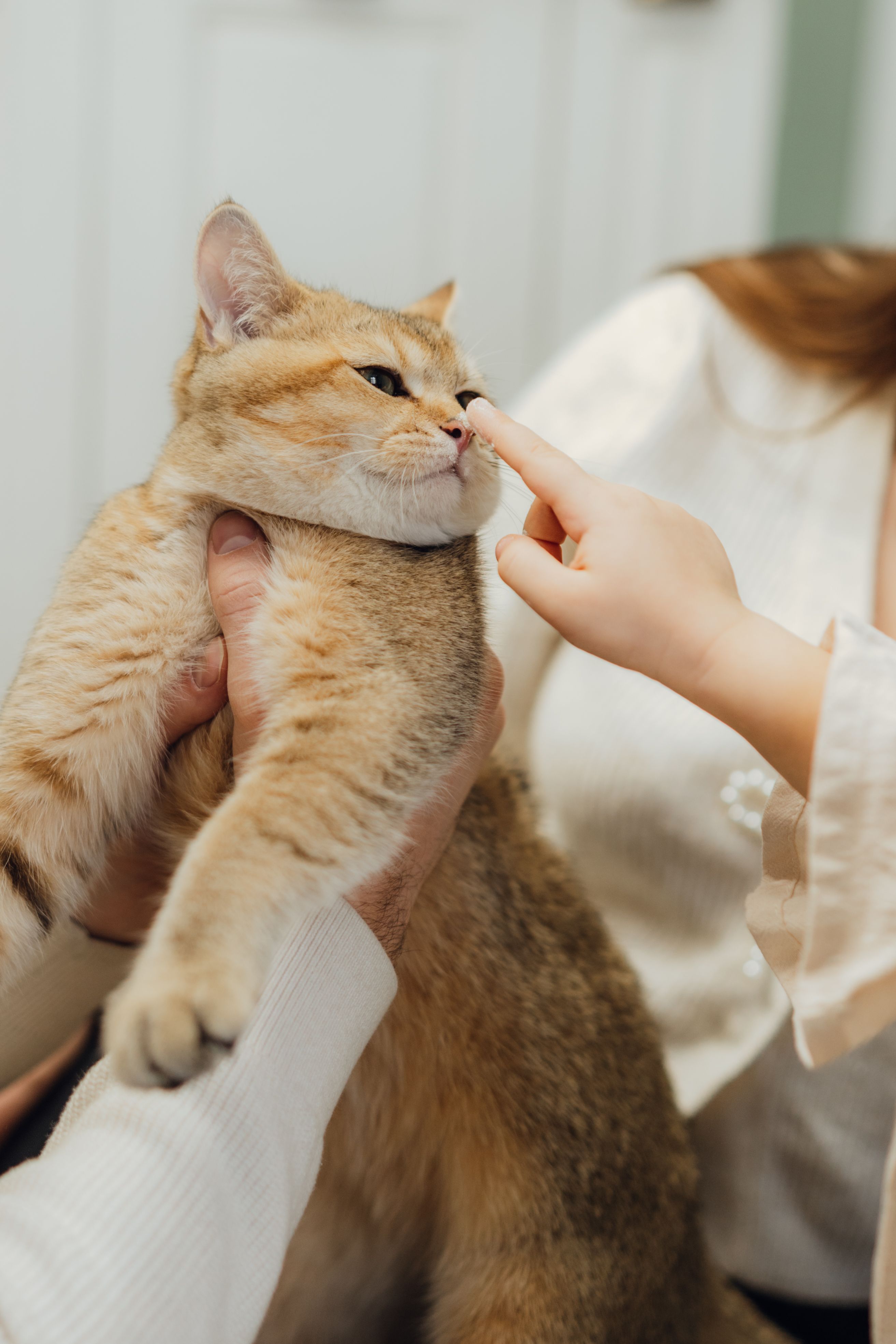 Adorable Interaction Between Child and Cat · Free Stock Photo