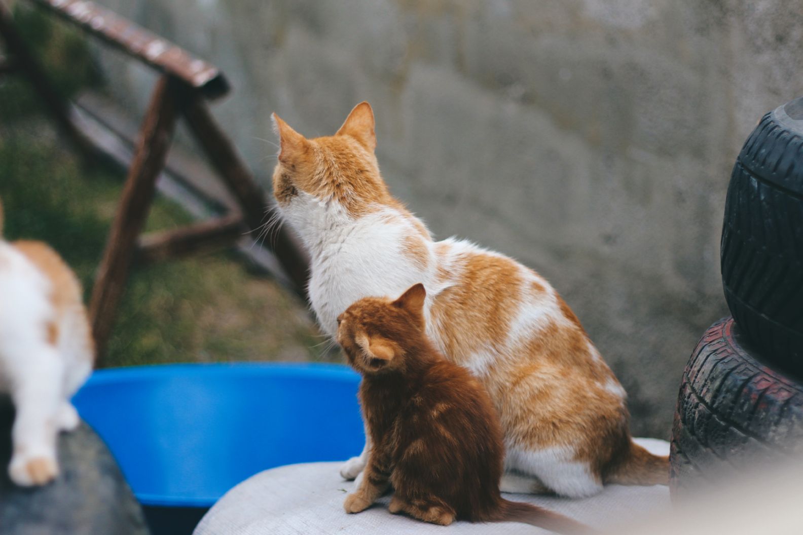 What Is a Cat Bond and How Does the Market Work?