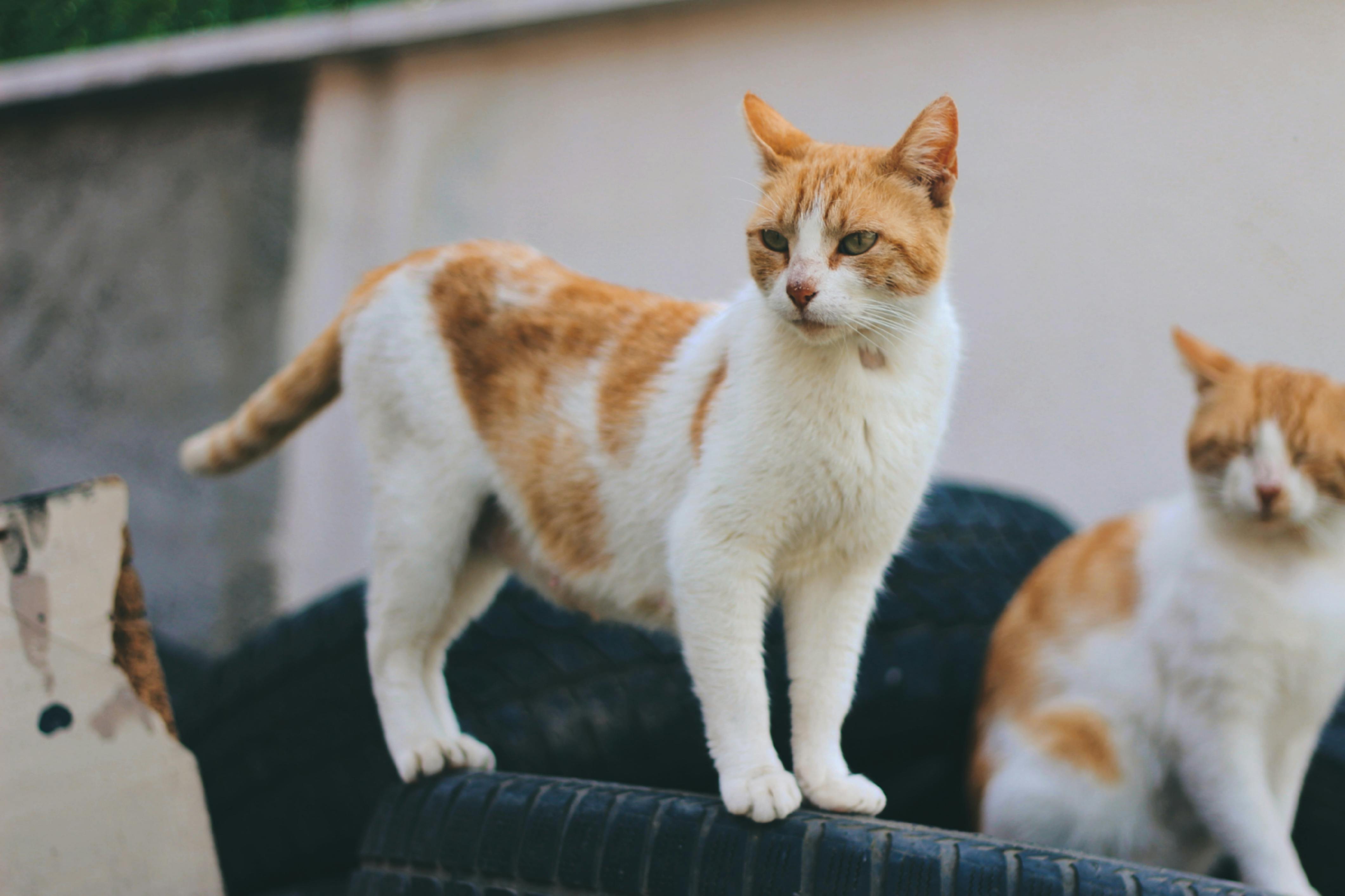 Cats Reference Photos, Download The BEST Free Cats Reference Stock ...